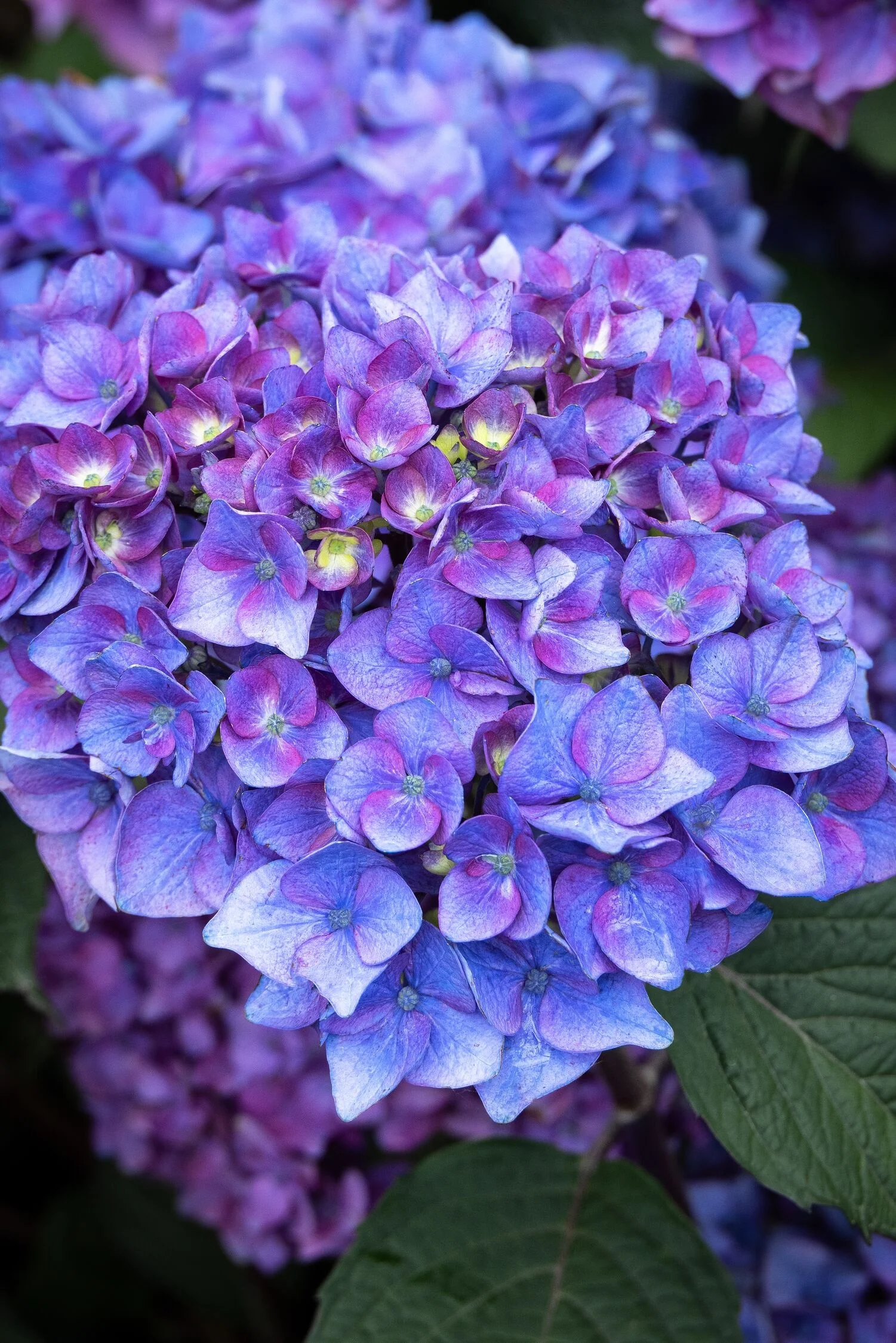 Seaside Serenade® Pebble Beach Hydrangea, Monrovia Plant