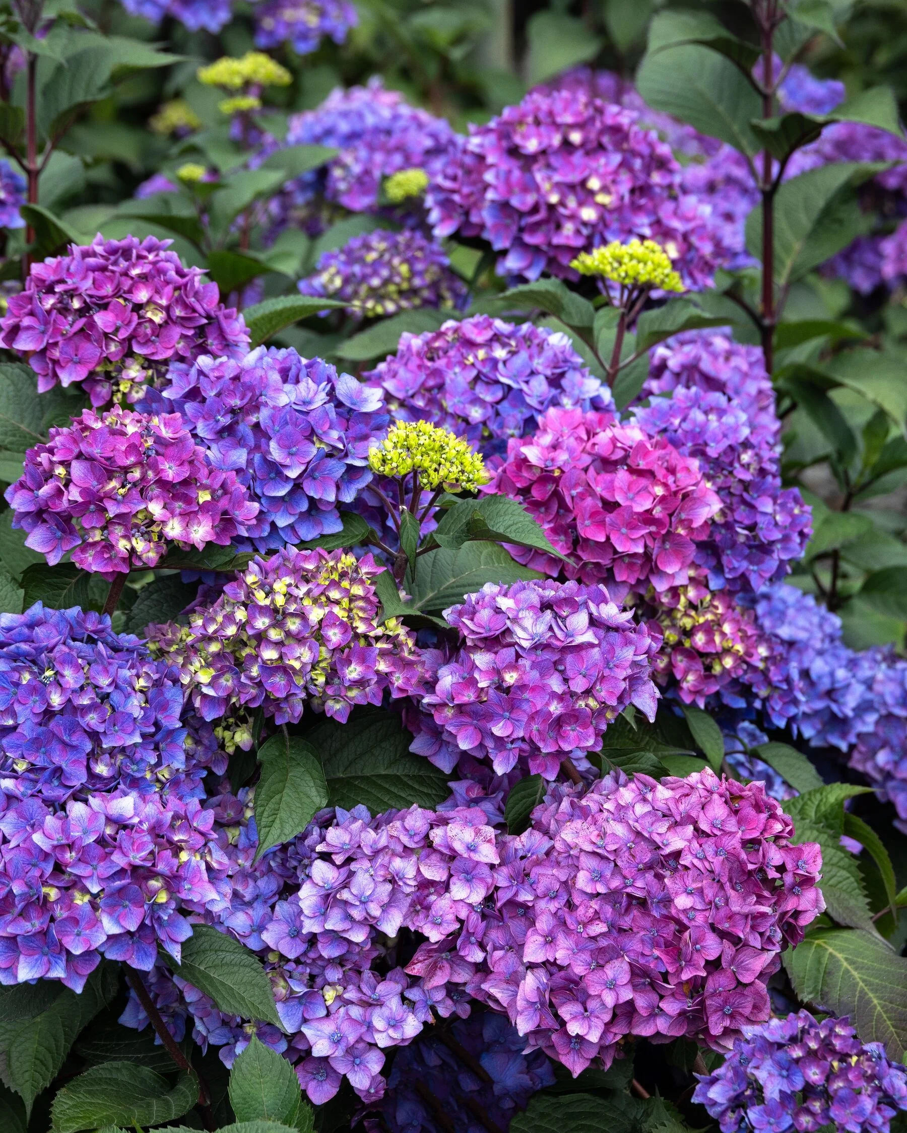Seaside Serenade® Pebble Beach Hydrangea, Monrovia Plant