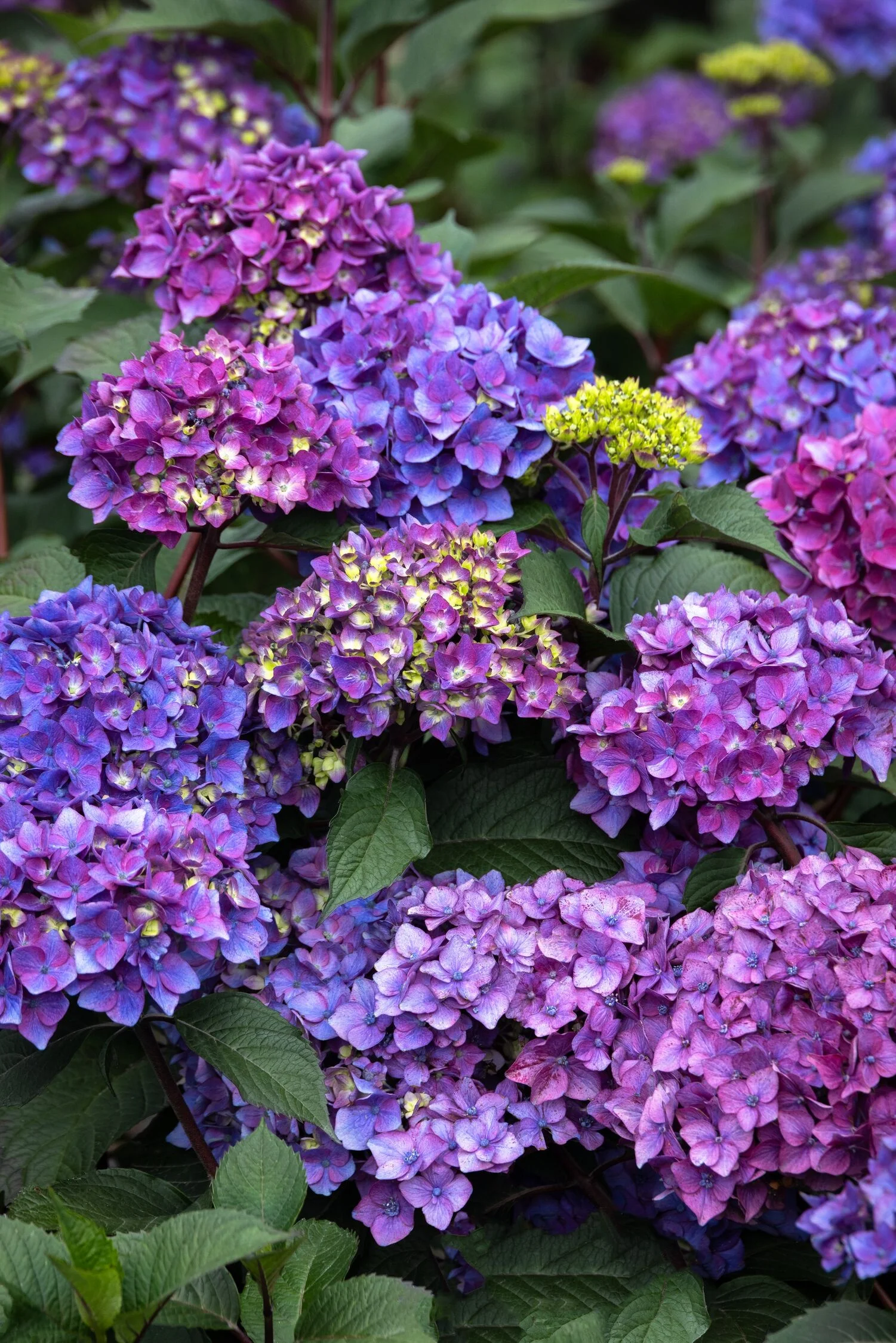 Seaside Serenade® Pebble Beach Hydrangea, Monrovia Plant