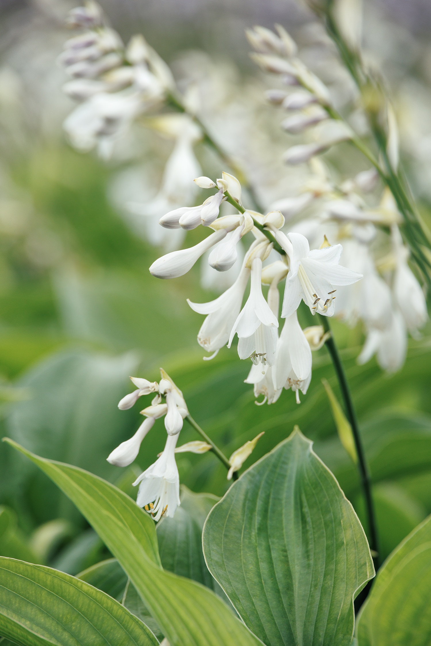 Neptune Hosta, Hosta hybrida 'Neptune' PP #19,674, Monrovia Plant
