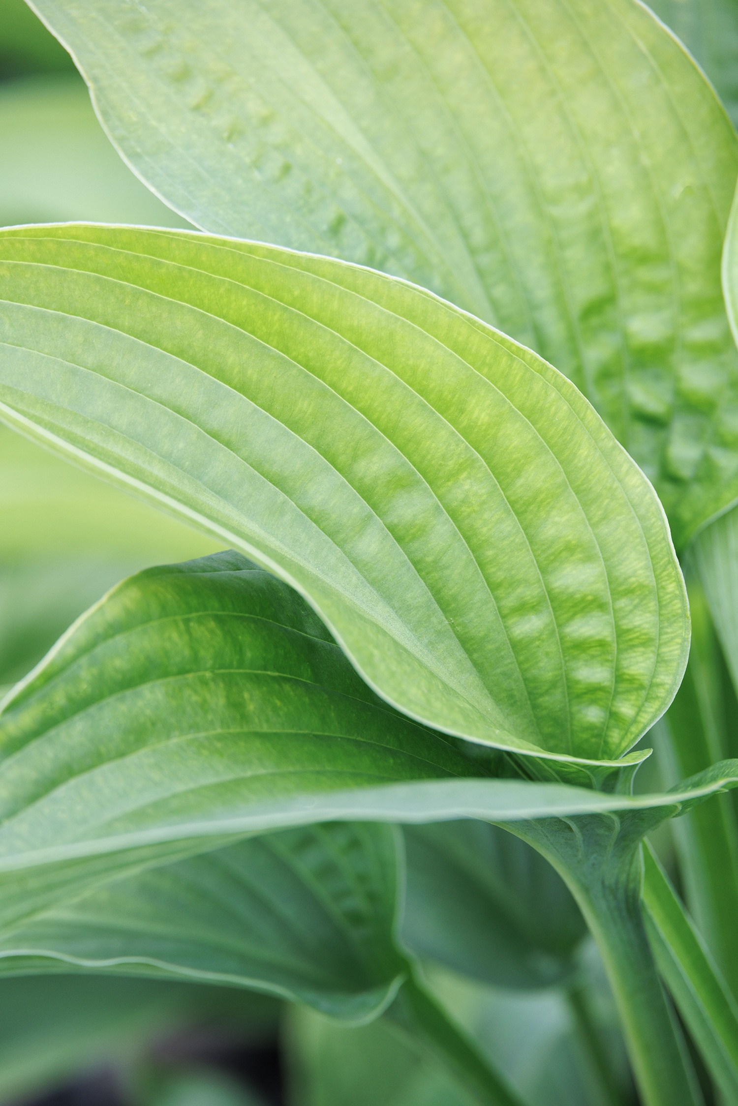 Neptune Hosta, Hosta hybrida 'Neptune' PP #19,674, Monrovia Plant