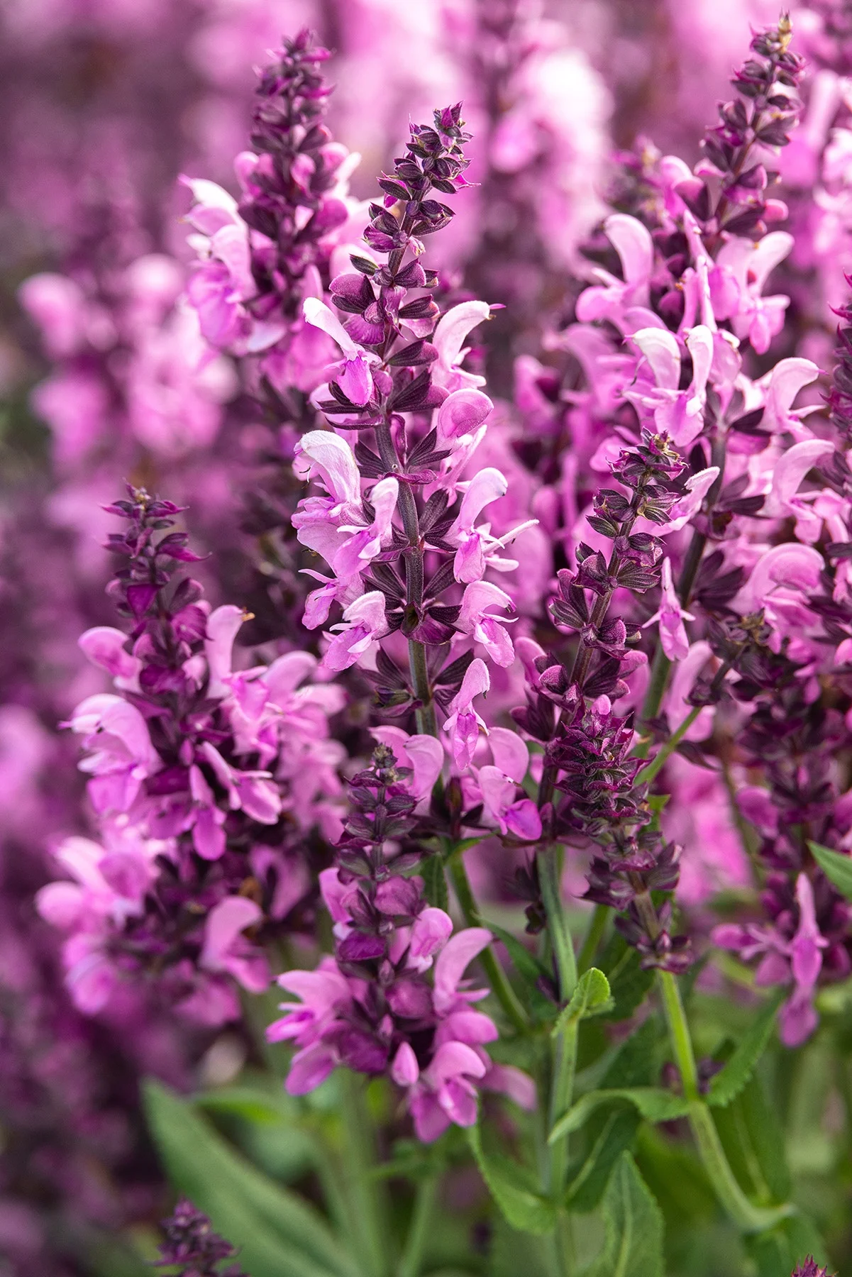 Pink Nebula™ Meadow Sage, Salvia nemorosa, Monrovia Plant