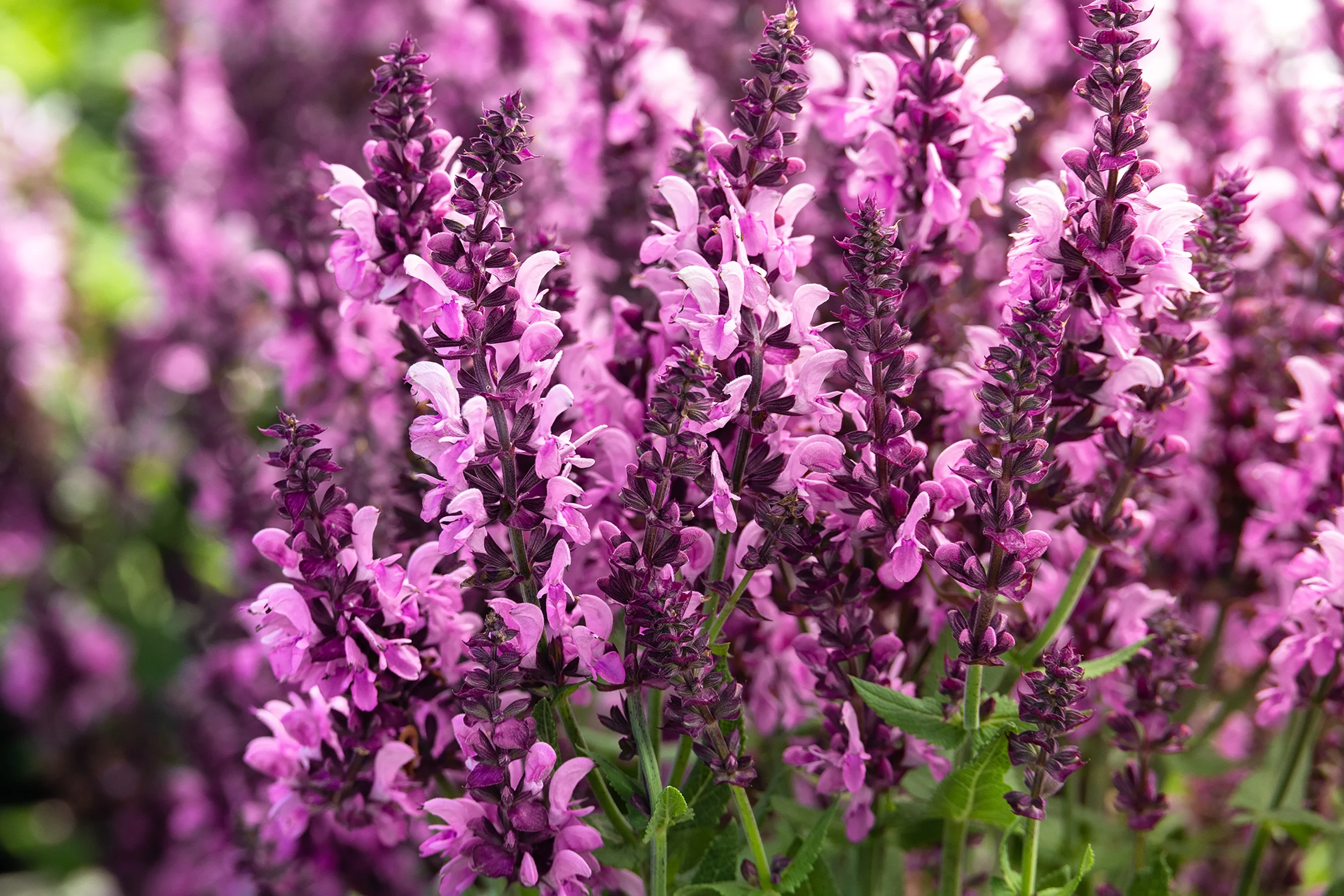 Pink Nebula™ Meadow Sage, Salvia nemorosa, Monrovia Plant
