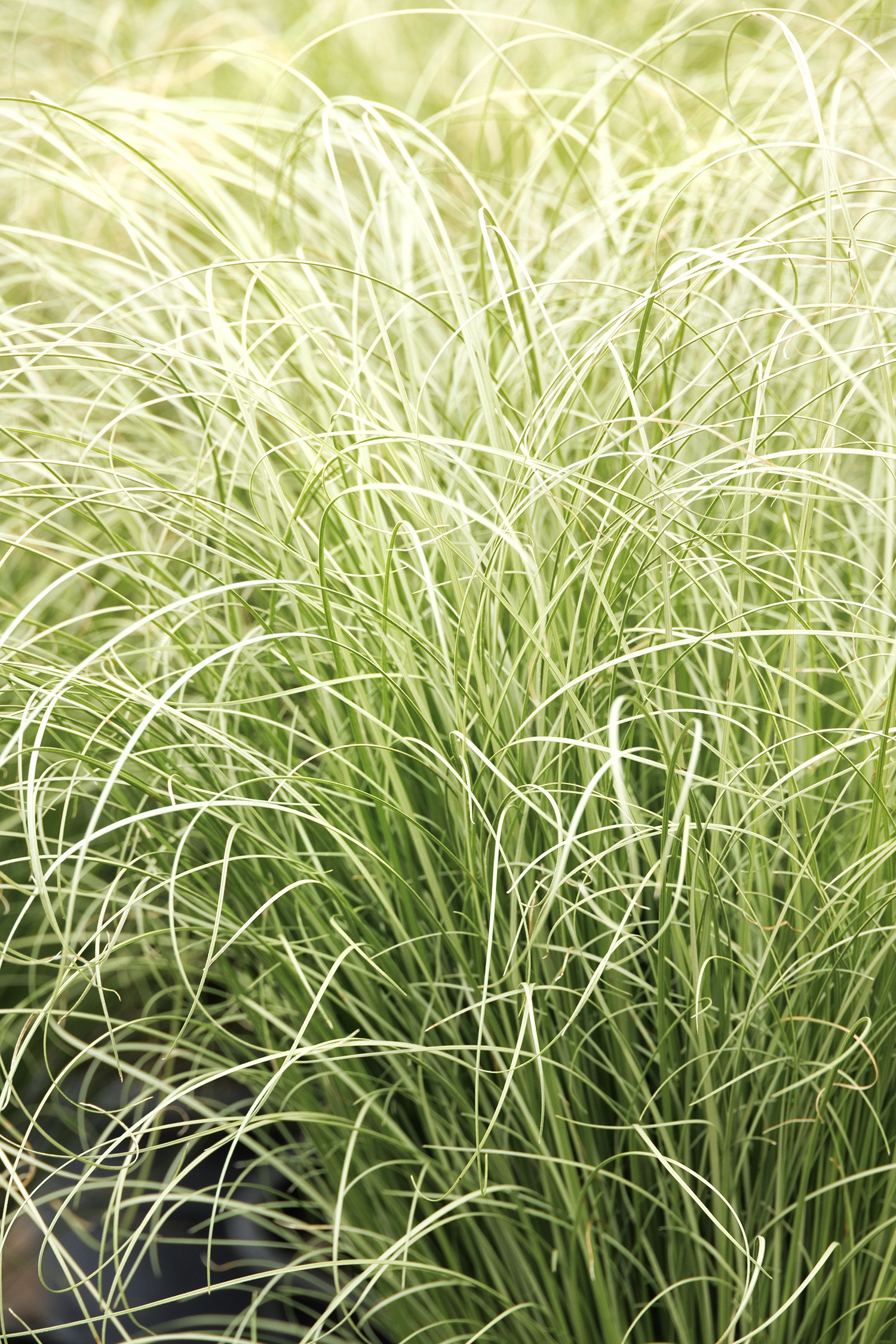 ColorGrass® Amazon Mist Sedge, Carex comans 'Amazon Mist', Monrovia Plant