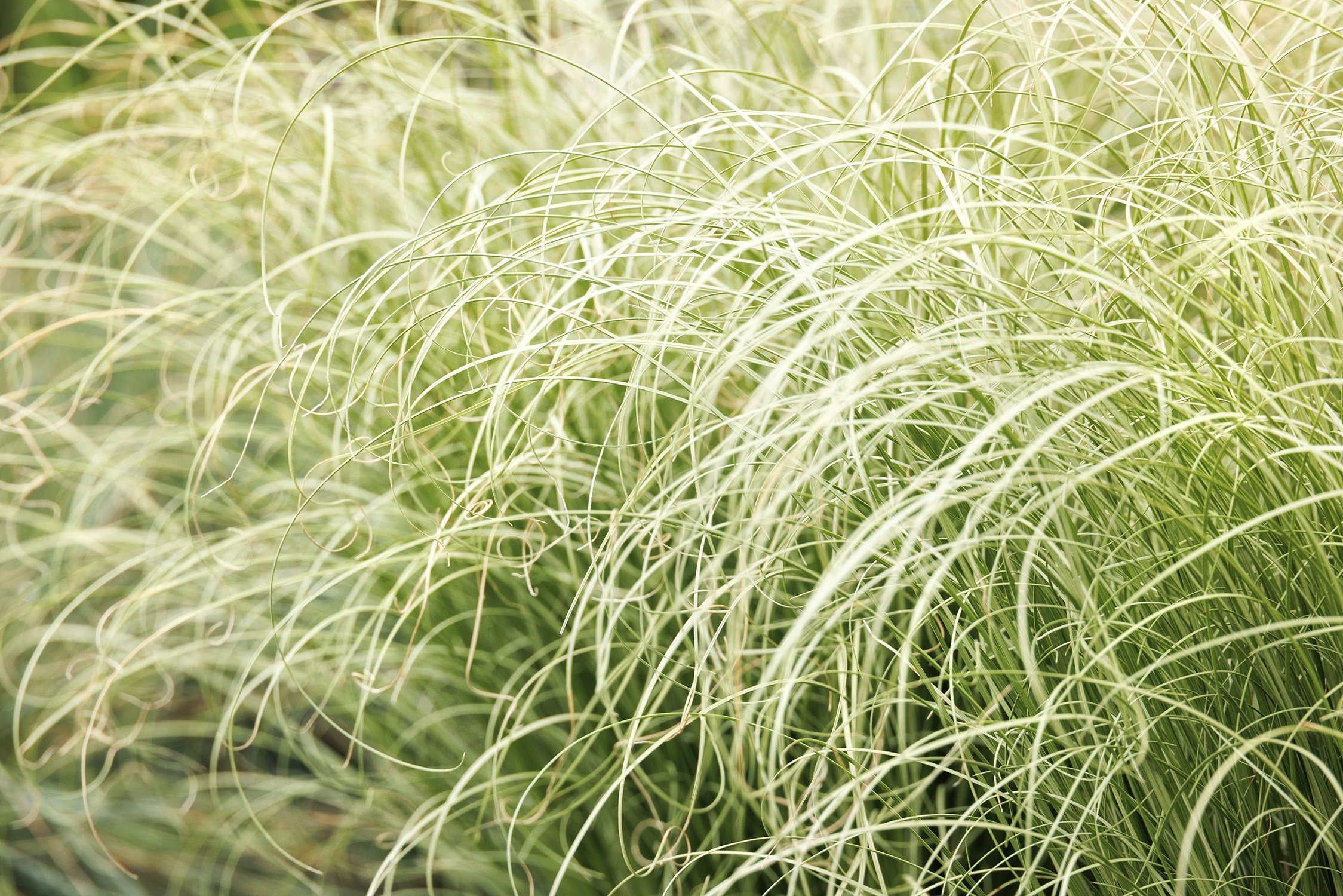 ColorGrass® Amazon Mist Sedge, Carex comans 'Amazon Mist', Monrovia Plant