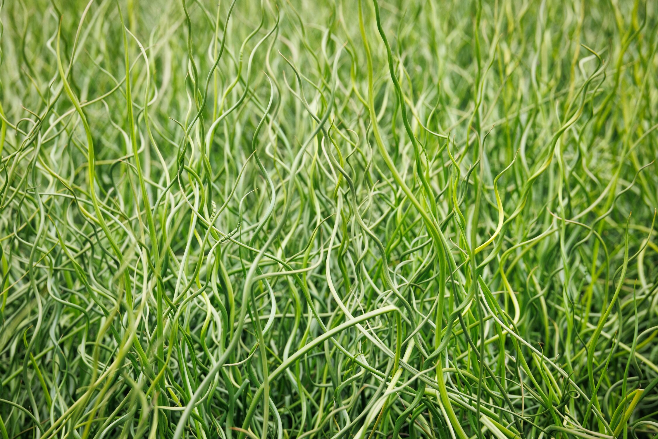 ColorGrass® Twister, Juncus effusus spiralis 'Twister', Monrovia Plant