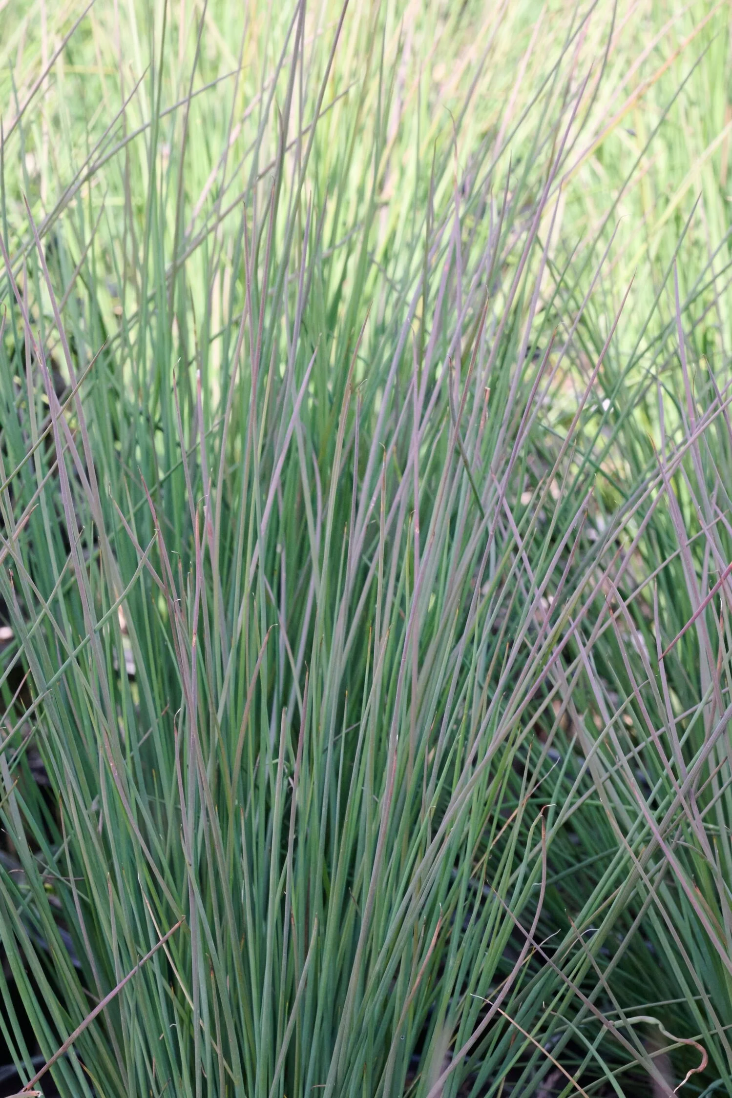 ColorGrass® Blue Dart, Juncus tenuis 'Blue Dart', Monrovia Plant