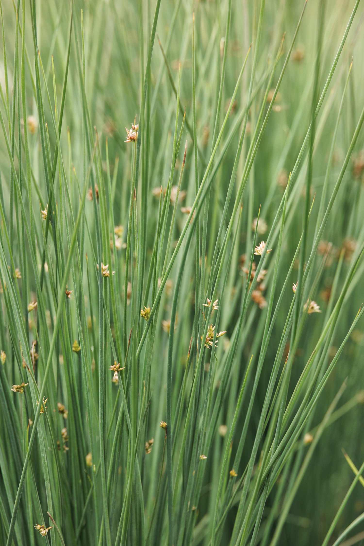 ColorGrass® Blue Dart, Juncus tenuis 'Blue Dart', Monrovia Plant