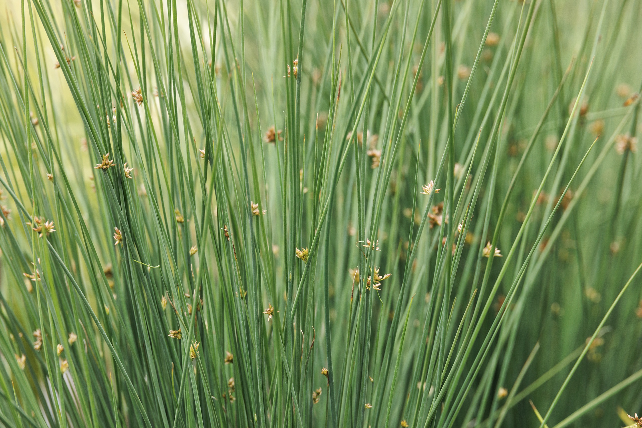 ColorGrass® Blue Dart, Juncus tenuis 'Blue Dart', Monrovia Plant