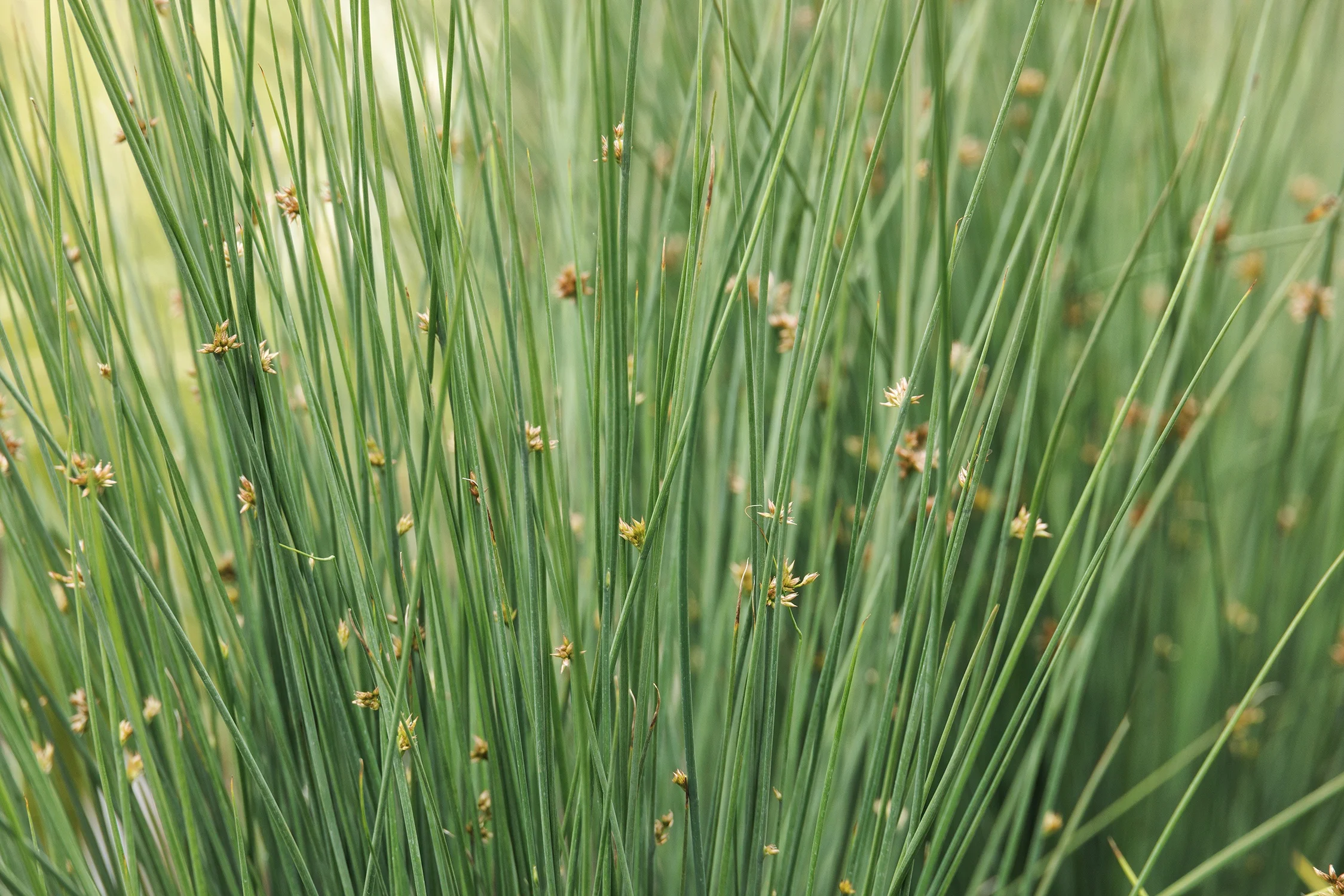 ColorGrass® Blue Dart, Juncus tenuis 'Blue Dart', Monrovia Plant
