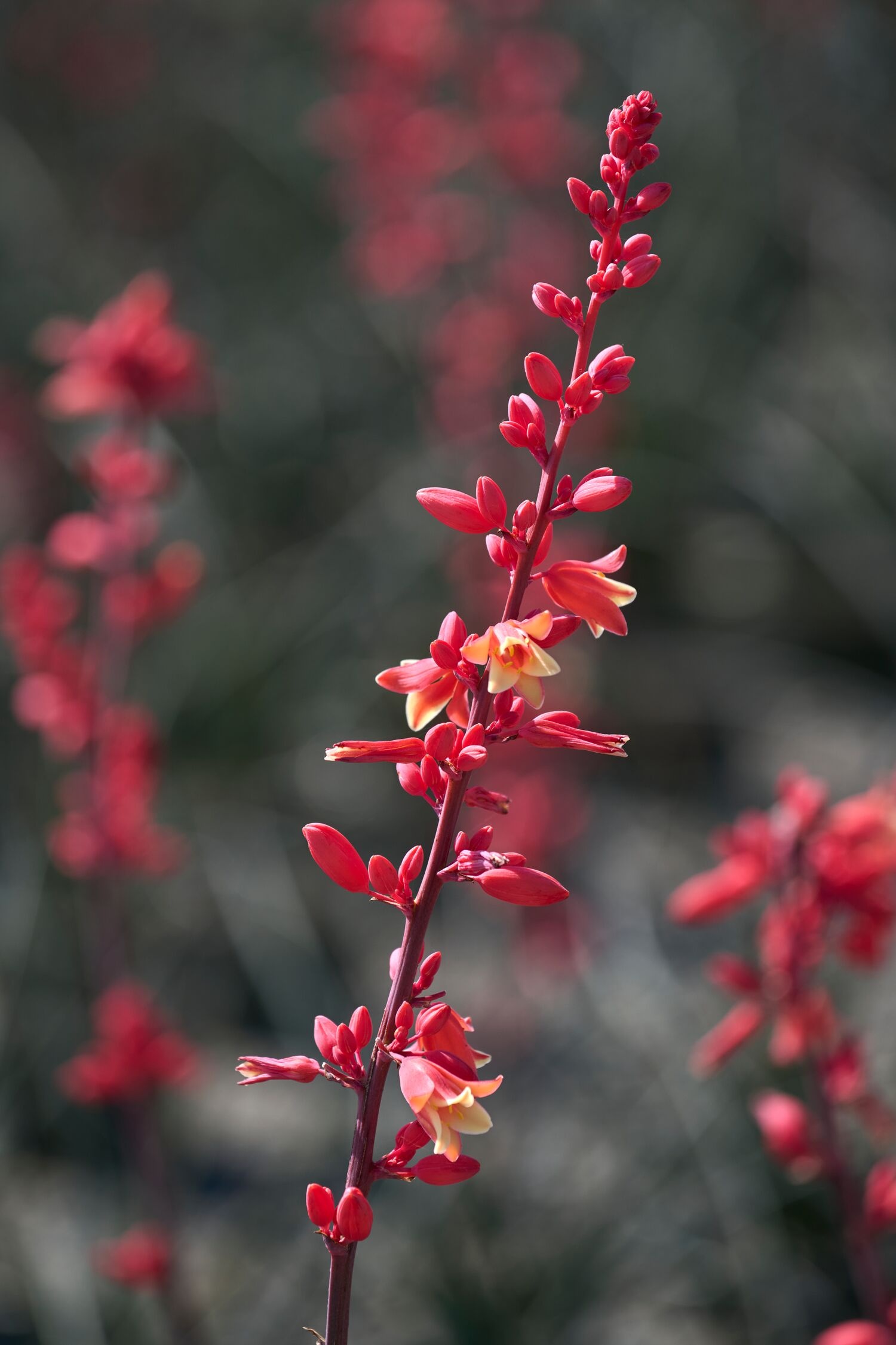 Little Giant Hesperaloe, Hesperaloe x funifera 'Little Giant' PPAF