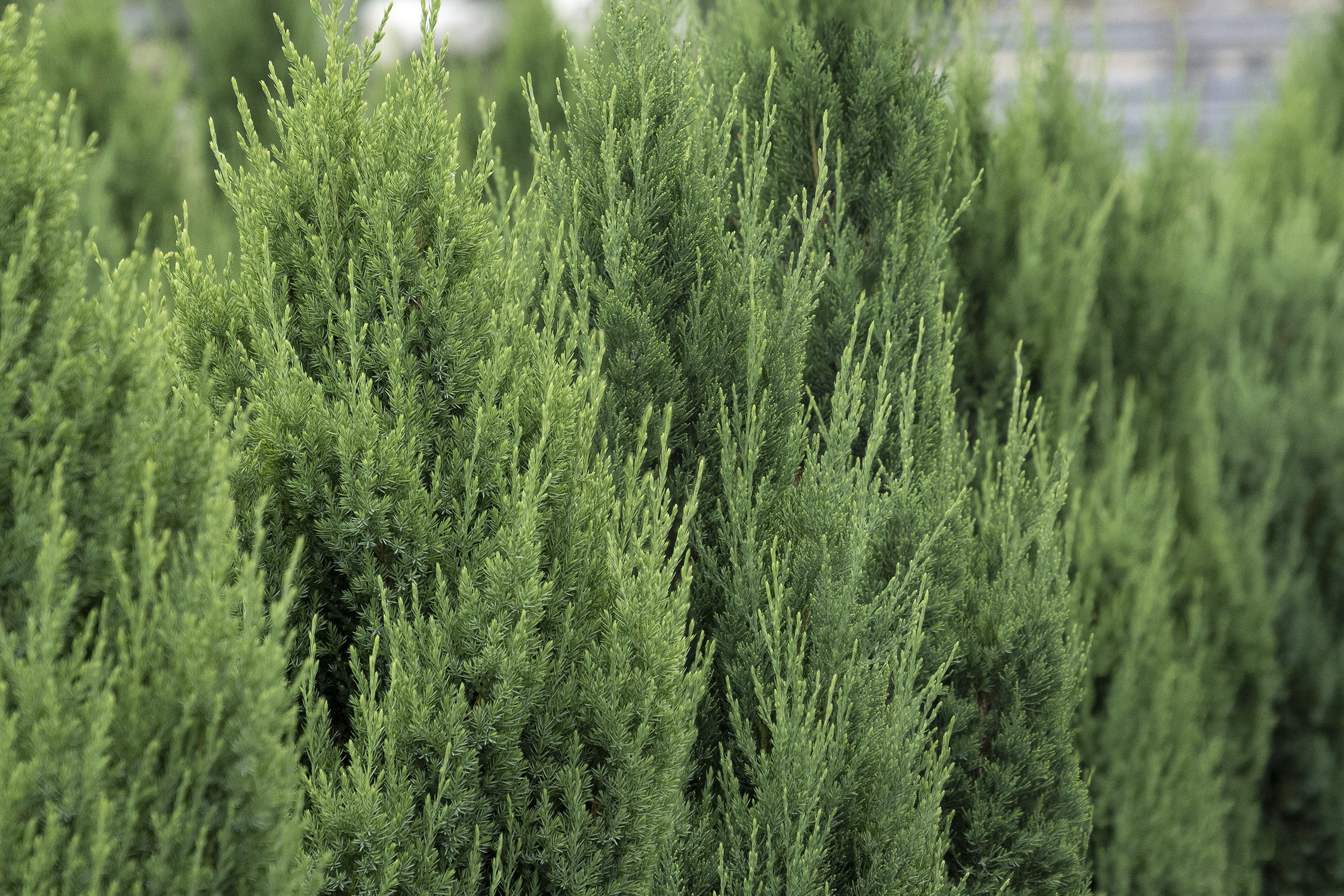 Blue Point Juniper, Juniperus chinensis 'Blue Point', Monrovia Plant