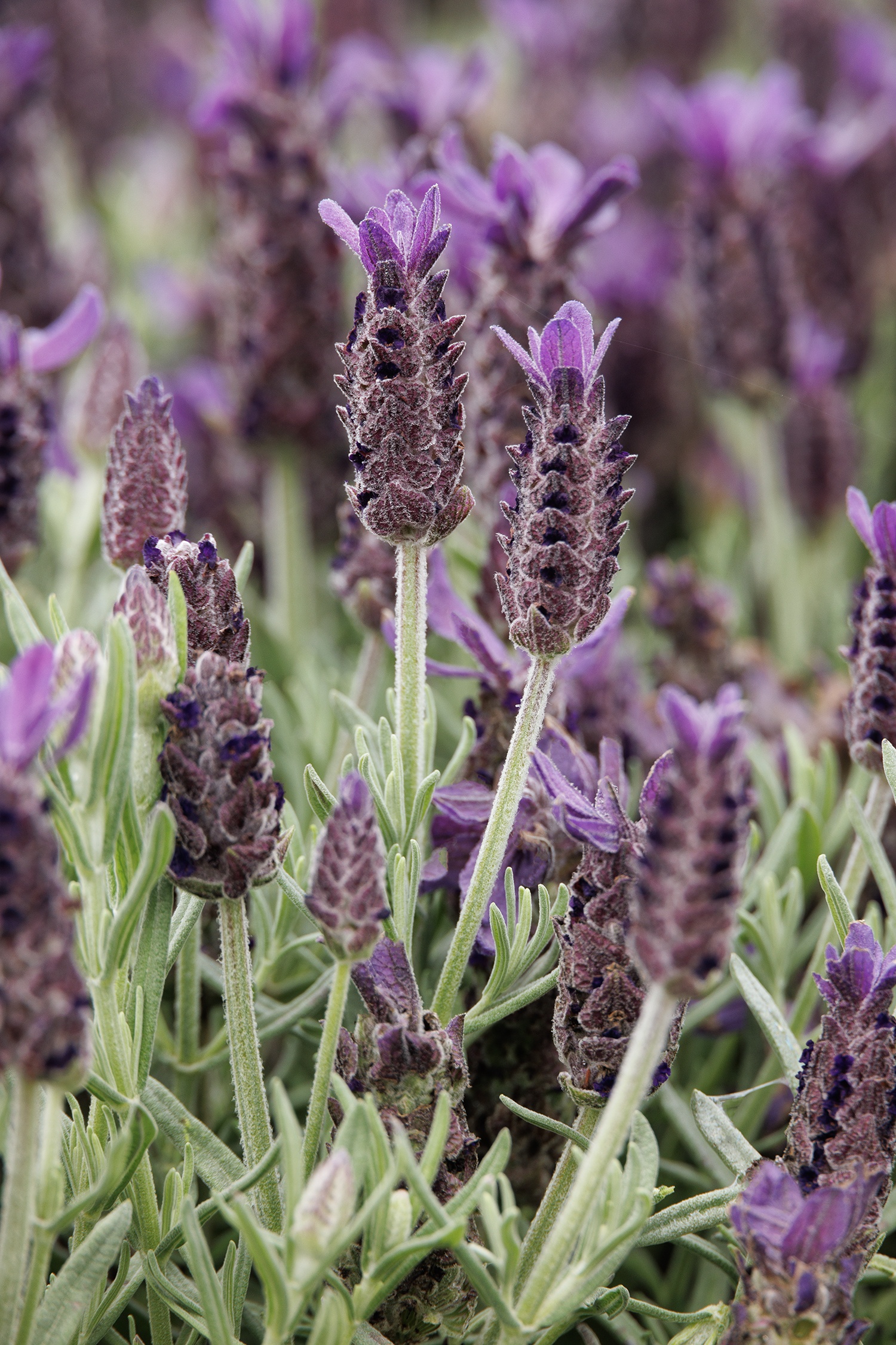 Anouk Purple Medley Lavender, Lavandula stoechas 'Anouk Purple Medley' PPAF