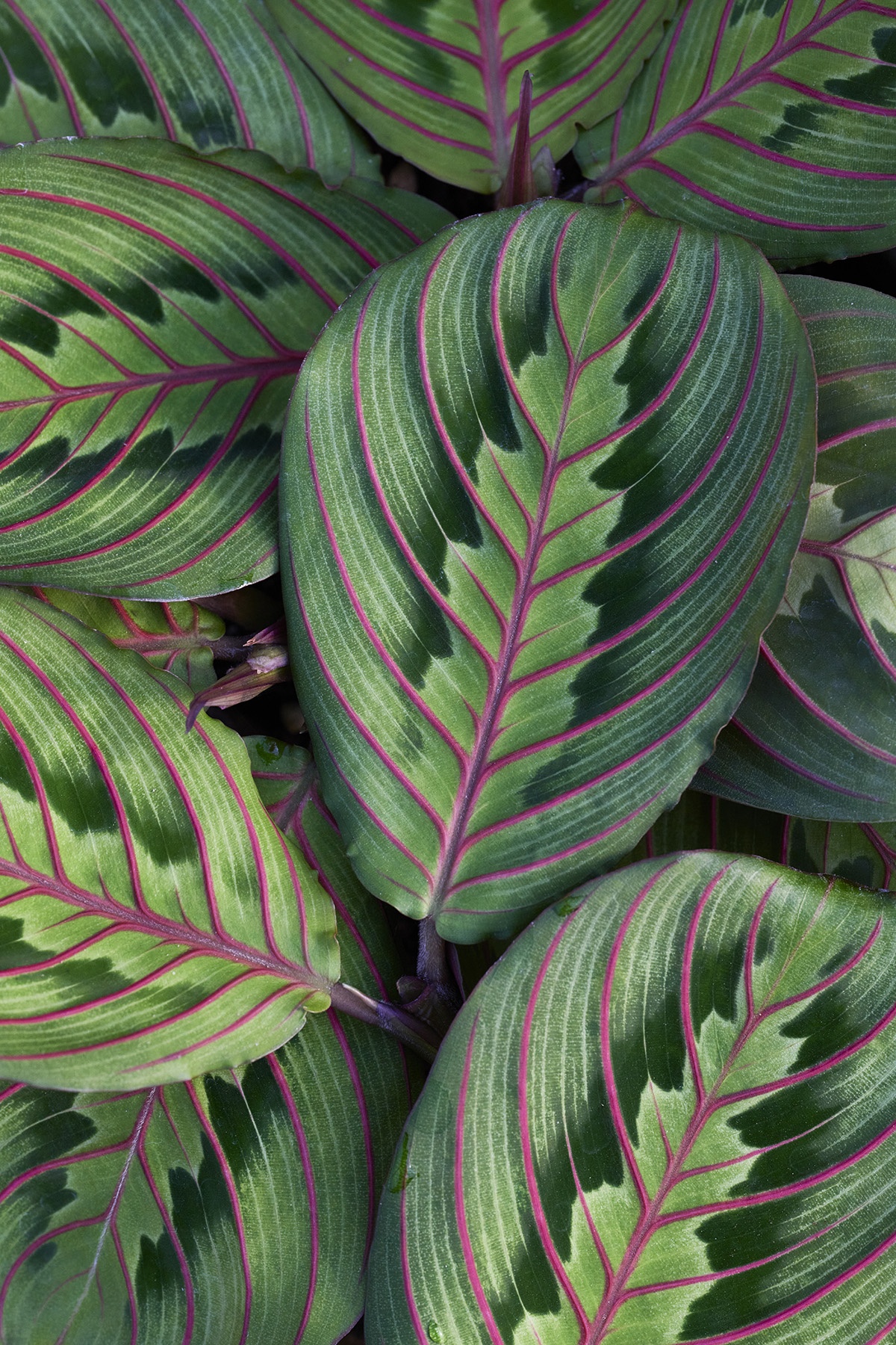 Red Veined Maranta, Maranta 'RED', Monrovia Plant
