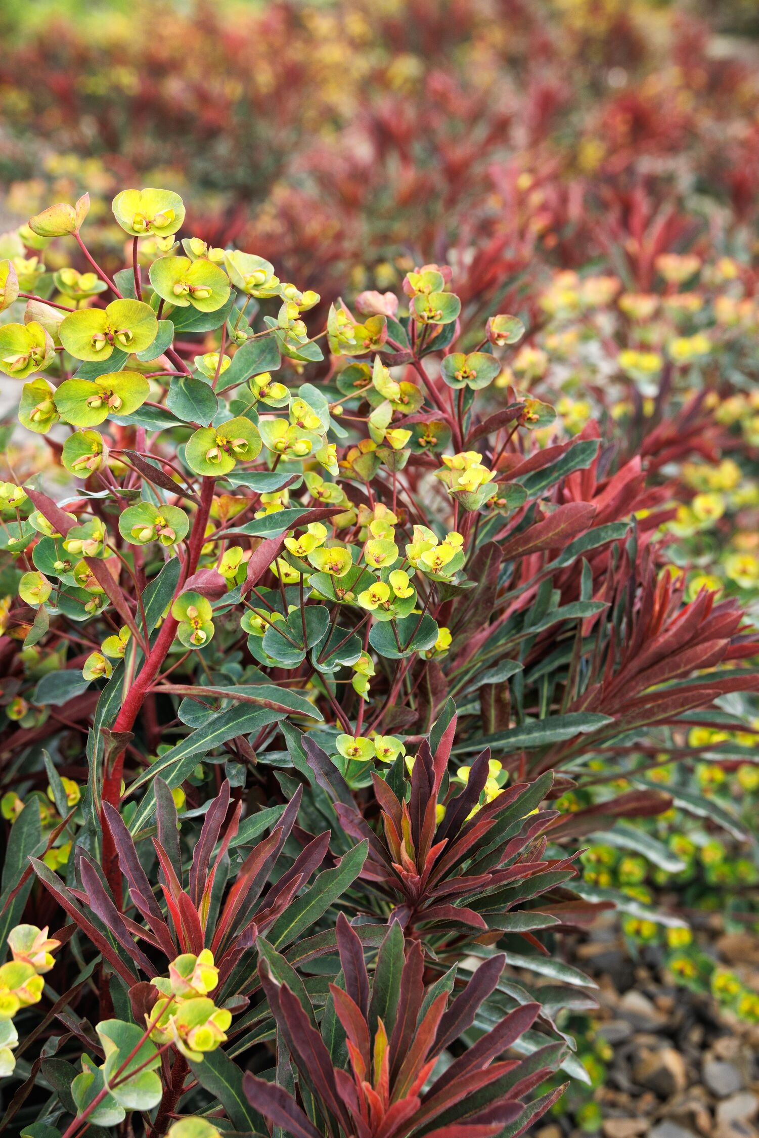 Miner's Merlot Spurge, Euphorbia 'KM-MM024', Monrovia Plant