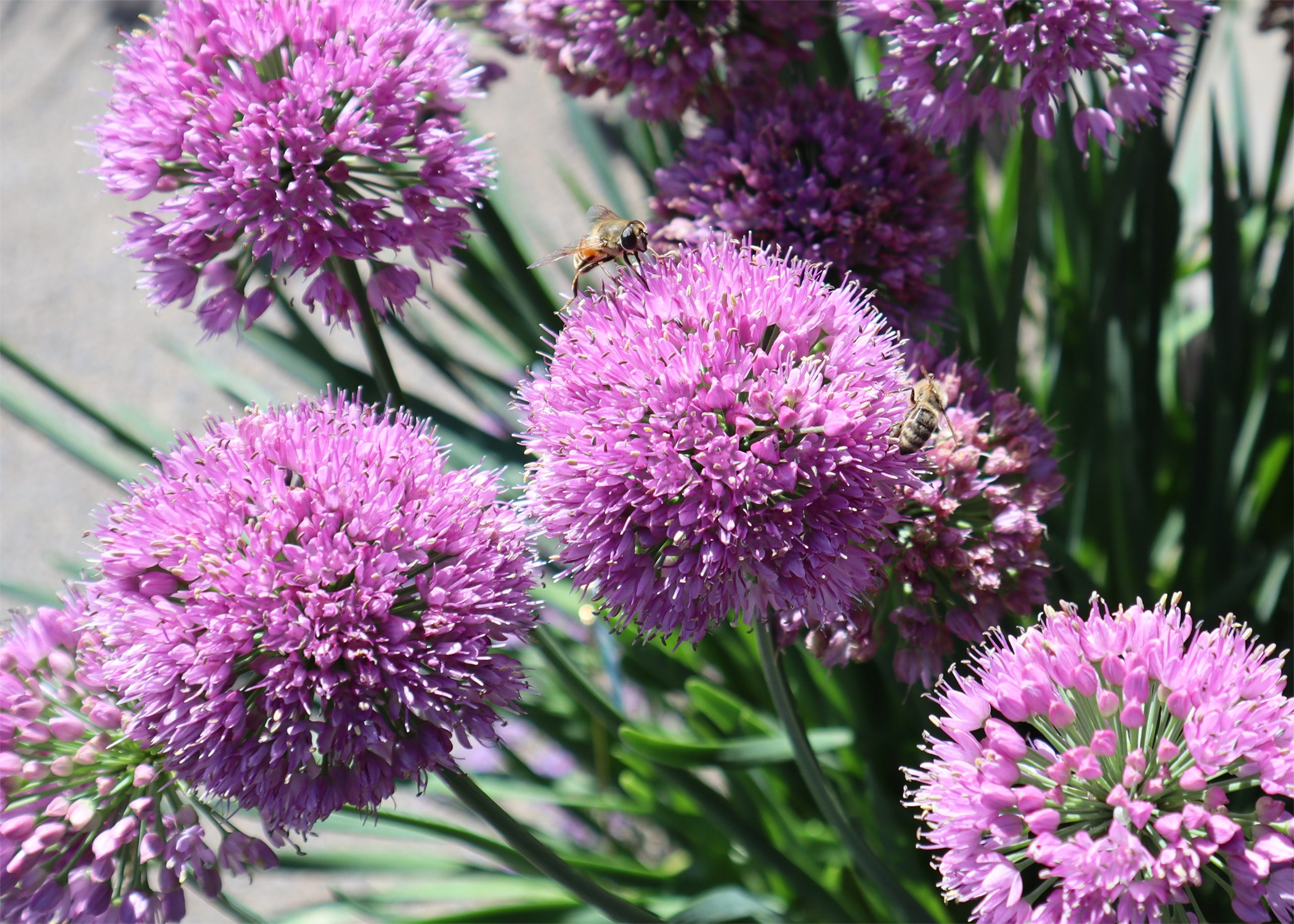 Cobalt Millenium Ornamental Onion, Allium x 'FB2020' PP #35,932