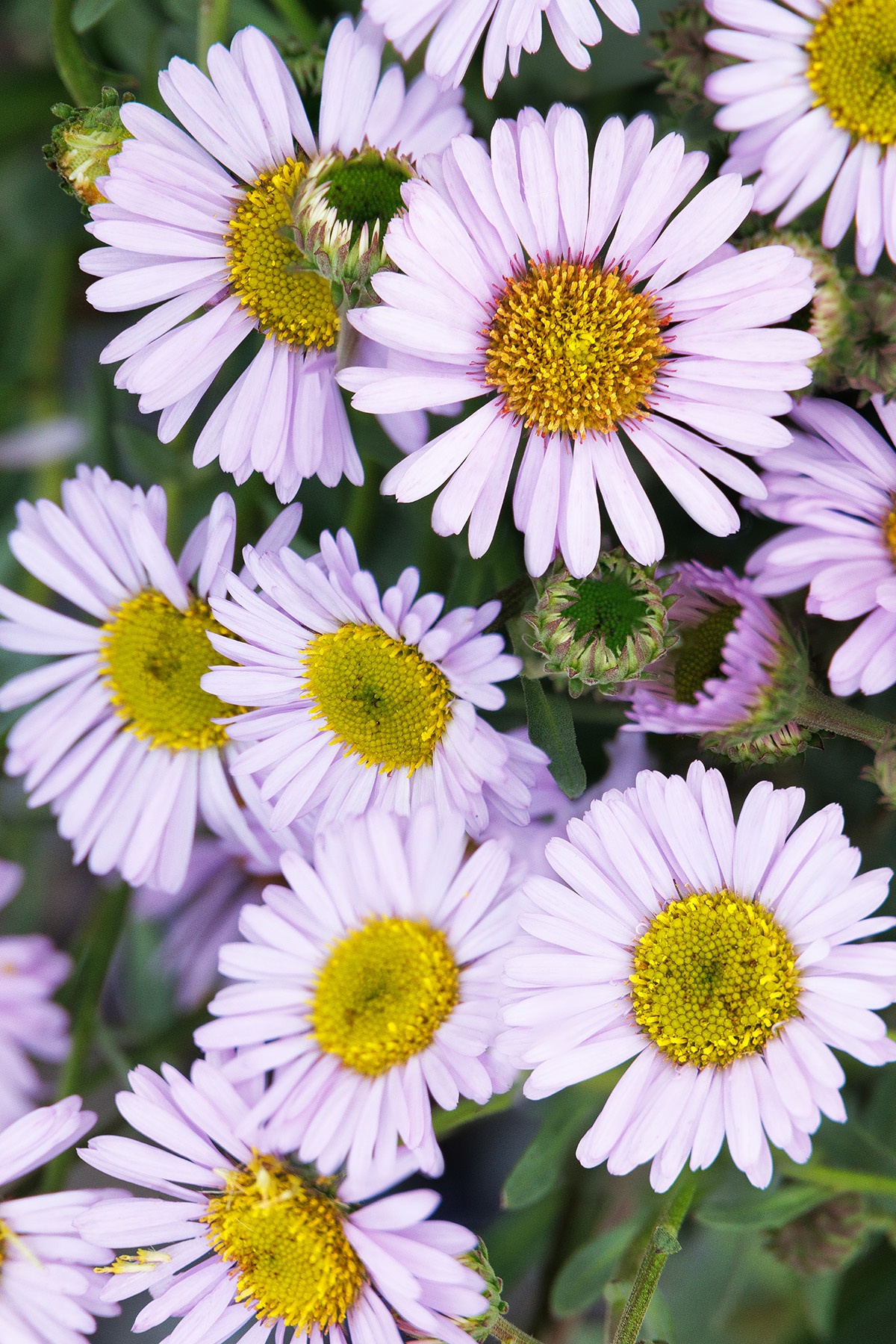 Wayne Roderick Seaside Daisy, Erigeron 'W.R.', Monrovia Plant
