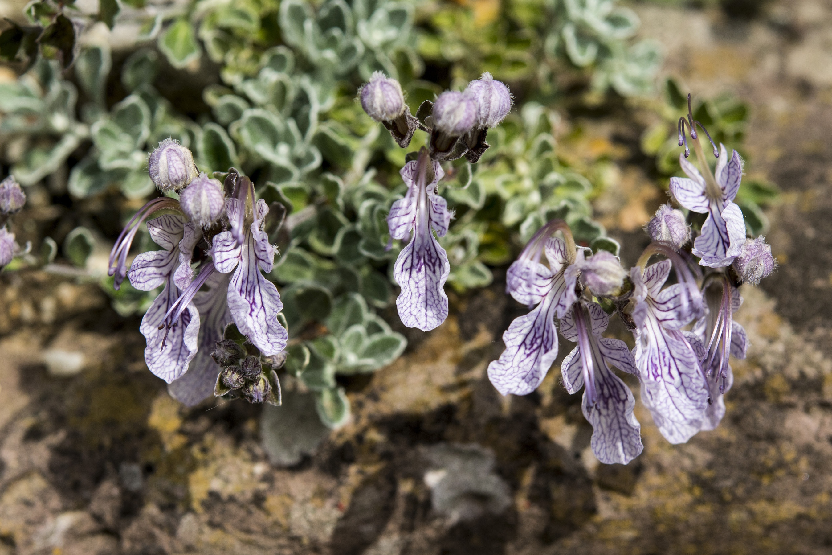 Gray Creeping Germander, Teucrium aroanium, Monrovia Plant