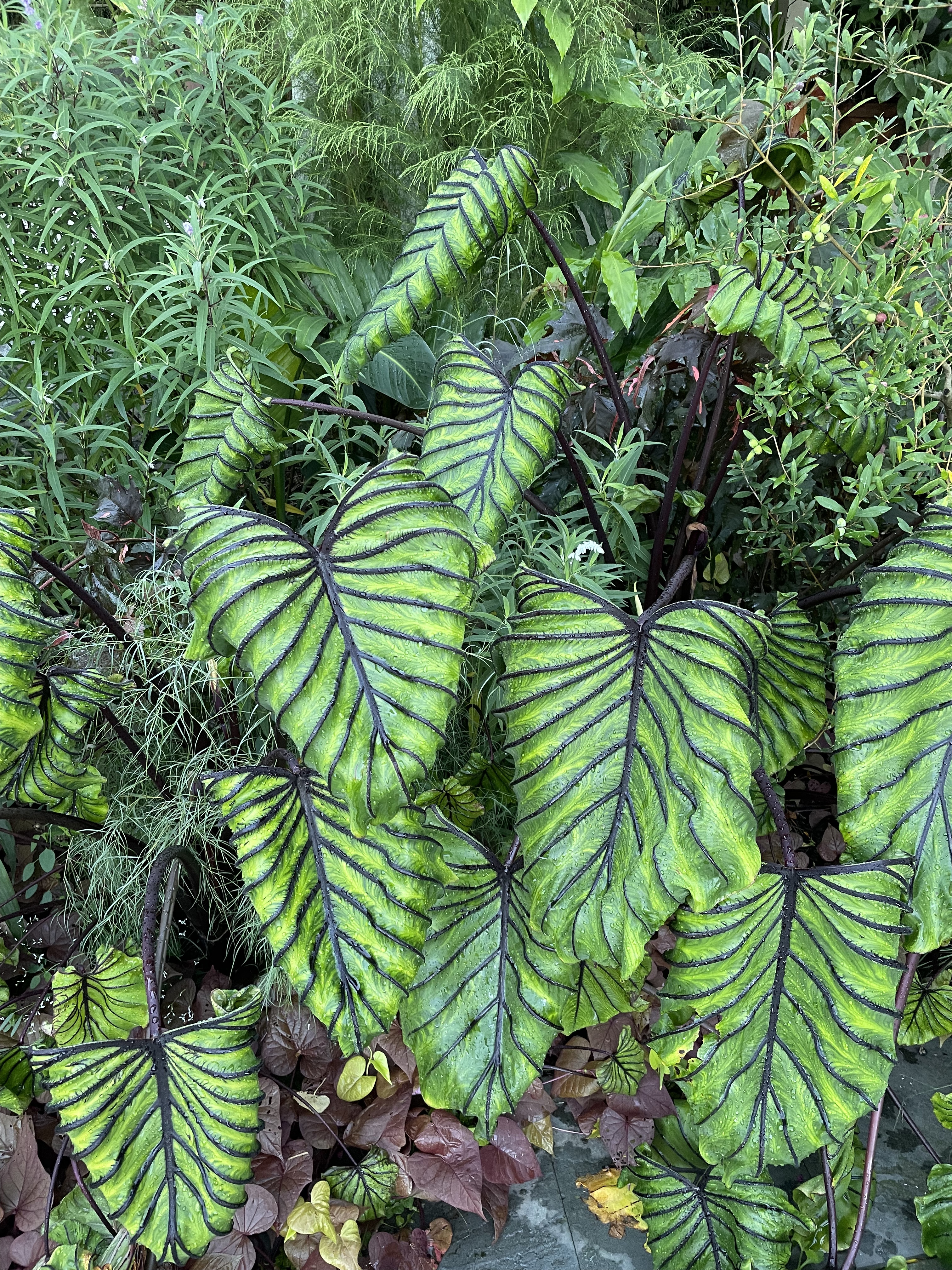 Pharaohs Mask™ Elephant Ear, Colocasia x 'Cophama' PP #33,772