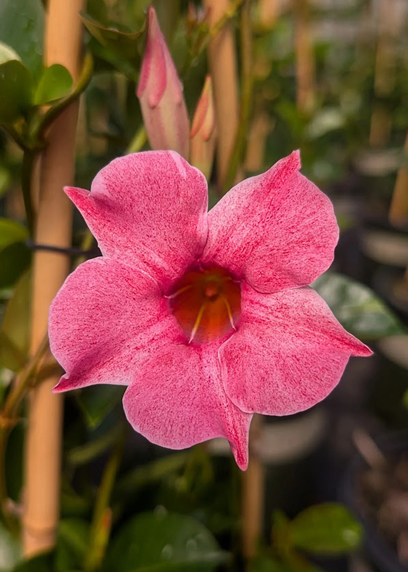 Sun Parasol® Original XP Mauvelous Mandevilla, Monrovia Plant