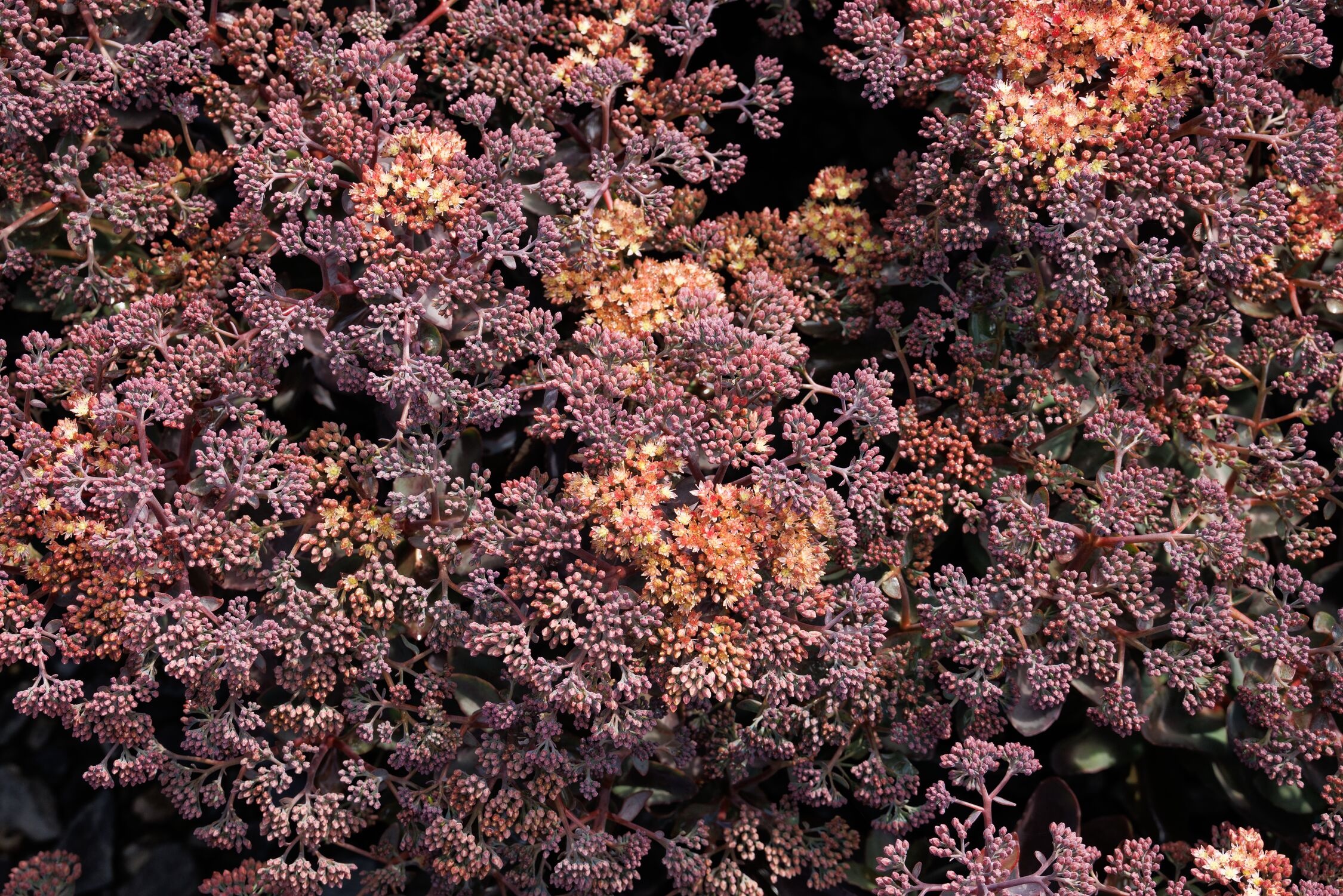 Nova® Cherry Fizz Sedum, Sedum x 'Cherry Fizz', Monrovia Plant