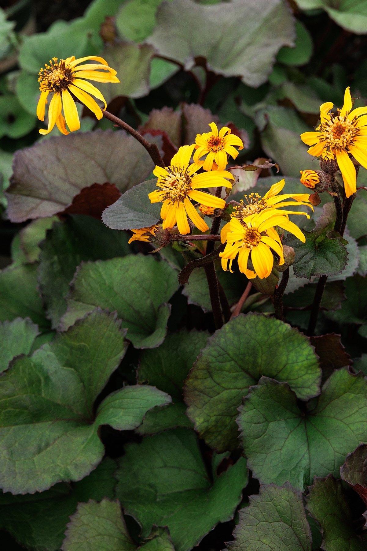 Ligularia Midnight Lady, Ligularia dentata 'Midnight Lady', Monrovia Plant
