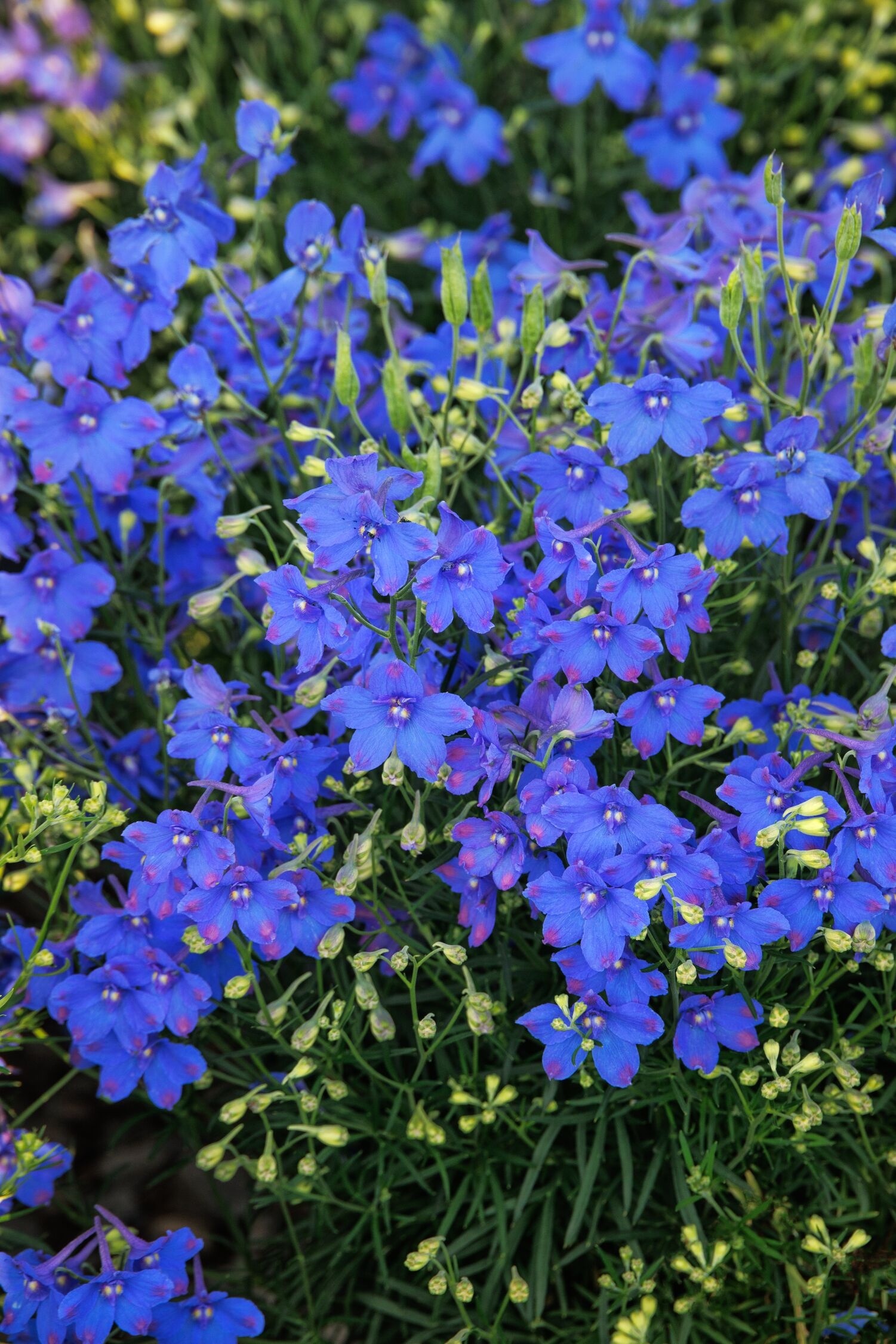 Hunky Dory™ Blue Delphinium, Delphinium grandiflorum, Monrovia Plant