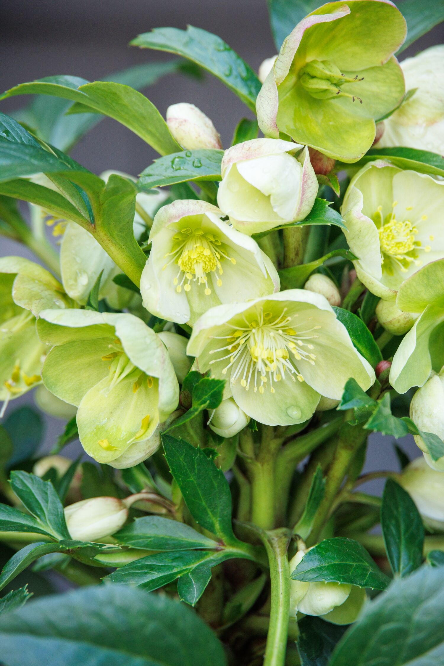 Endless Hellebore, Helleborus 'Endless', Monrovia Plant