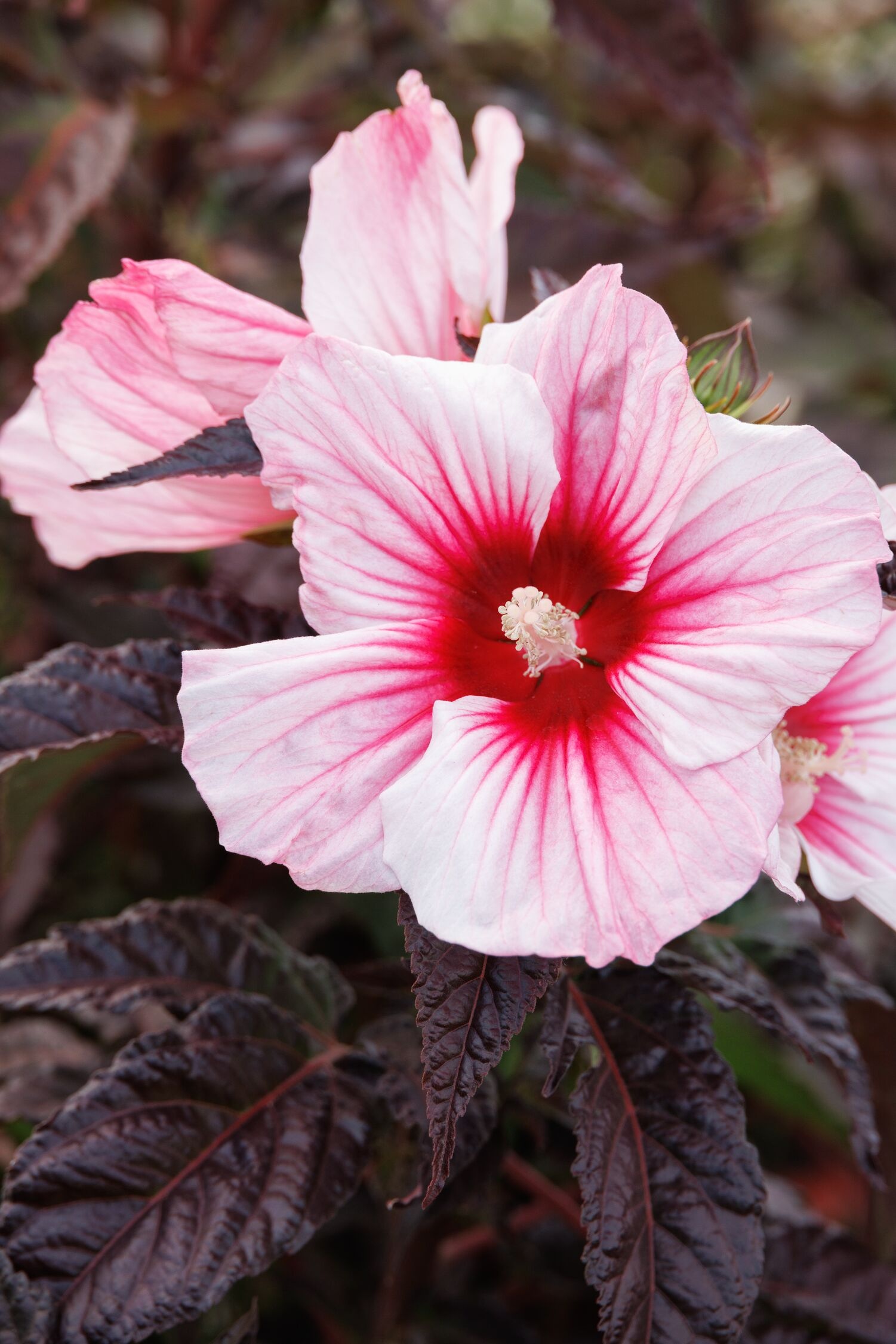 Moonshadow™ Rosita Hardy Hibiscus, Hibiscus moscheutos 'Rosita'