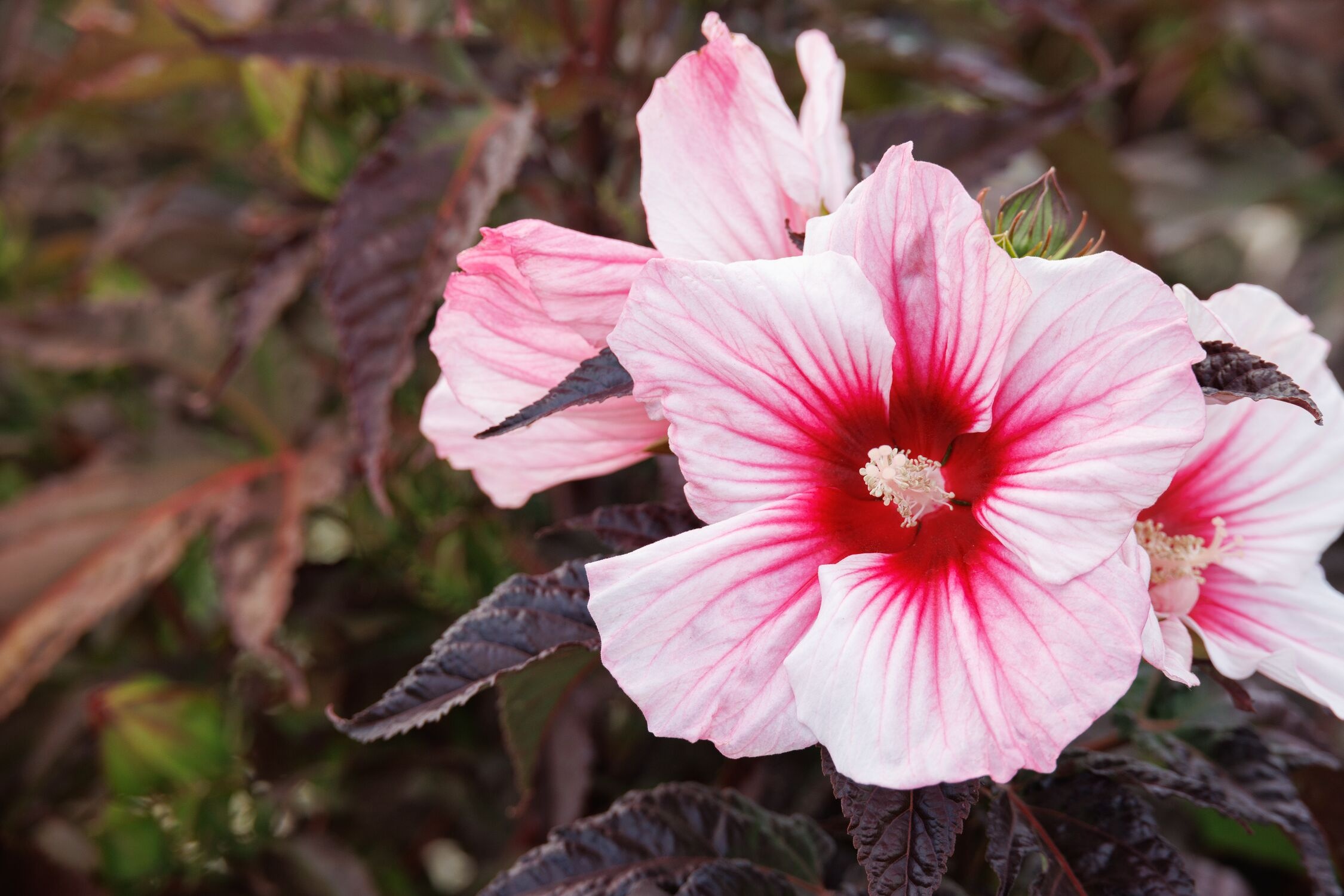 Moonshadow™ Rosita Hardy Hibiscus, Hibiscus moscheutos 'Rosita'