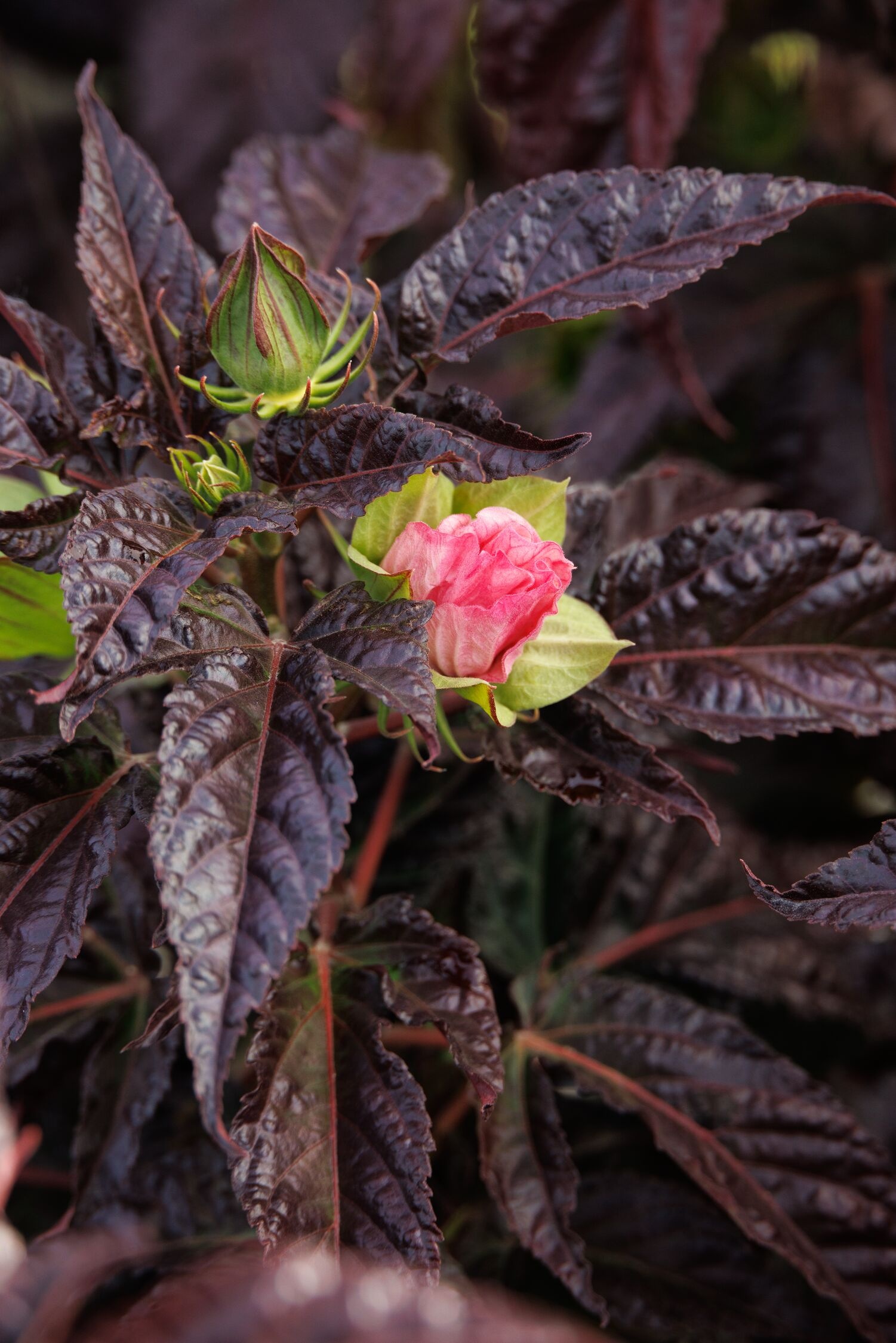 Moonshadow™ Rosita Hardy Hibiscus, Hibiscus moscheutos 'Rosita'