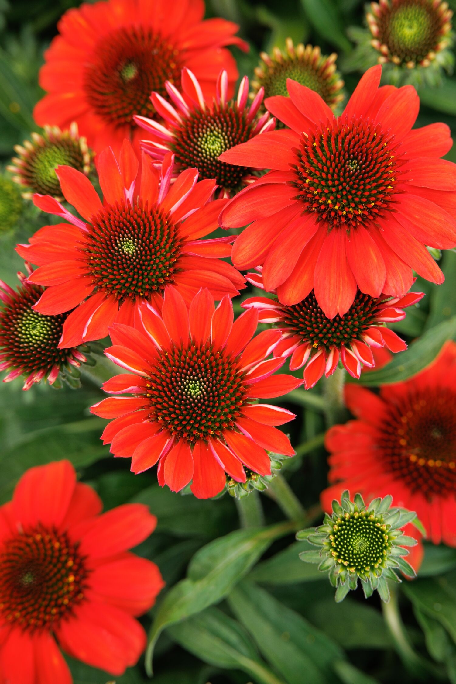 Sunmagic Vintage Electric Orange Coneflower, Monrovia Plant