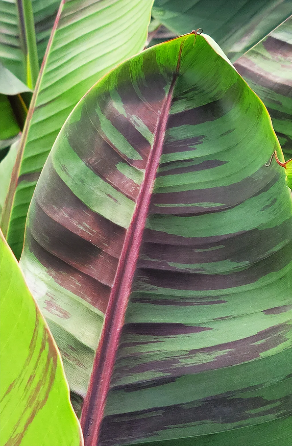 Ever Red Banana, Musa sikkimensis 'Ever Red', Monrovia Plant
