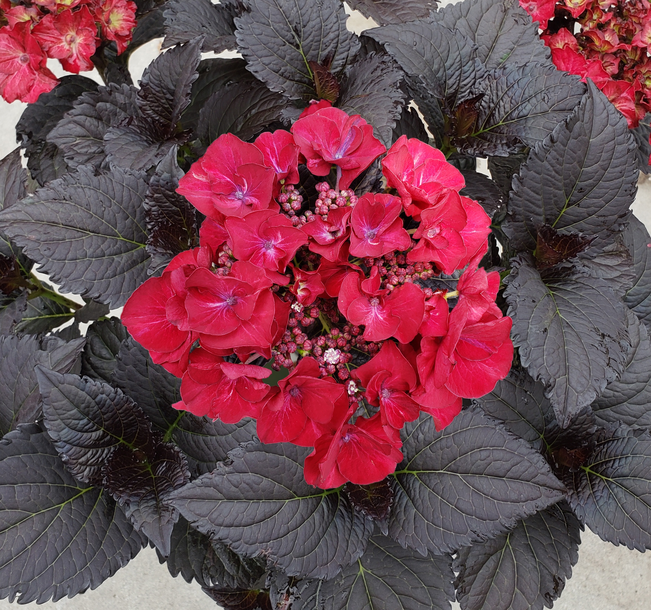Tuxedo® Black Tie Hydrangea, Hydrangea macrophylla 'Black Tie'