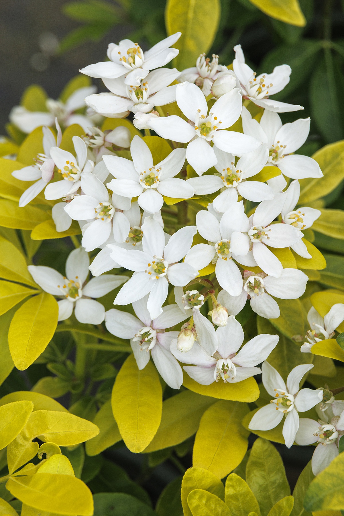 Sundance Mexican Orange Blossom, Choisya ternata 'Sundance', Monrovia Plant