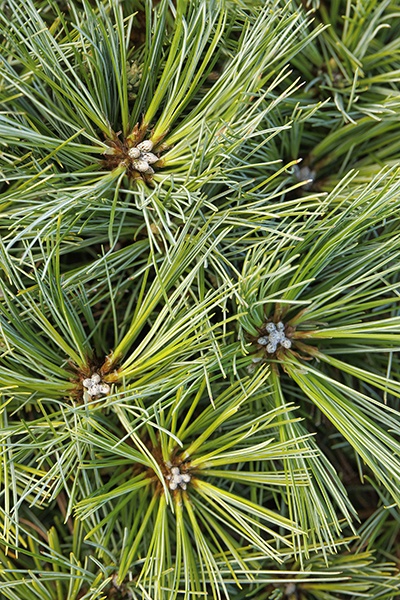 Blue Shag Eastern White Pine, Pinus strobus 'Blue Shag', Monrovia Plant