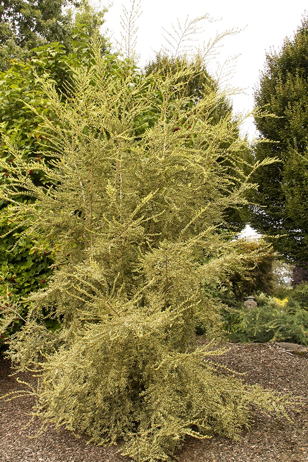 Variegated Box-Leaf Azara, Azara microphylla 'Variegata', Monrovia Plant