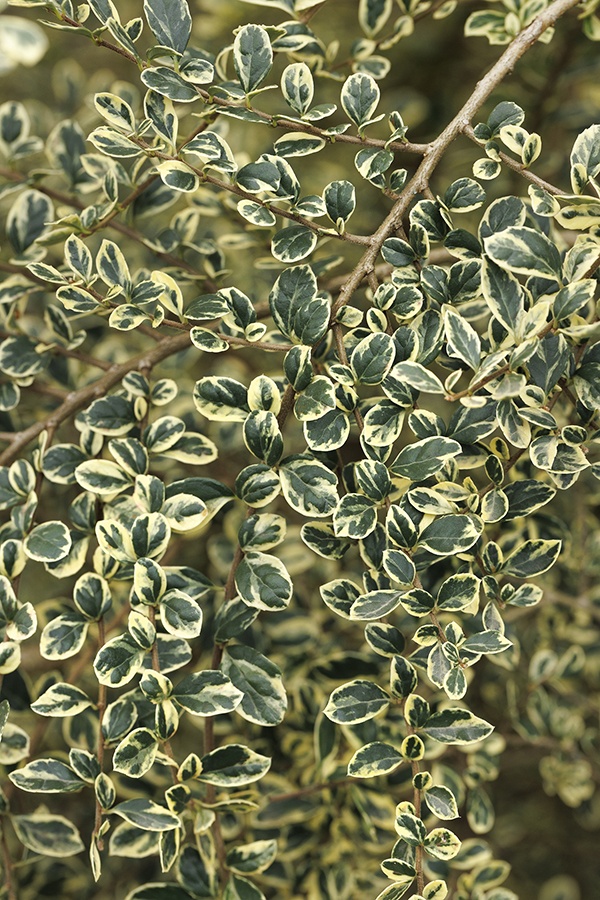 Variegated Box-Leaf Azara, Azara microphylla 'Variegata', Monrovia Plant
