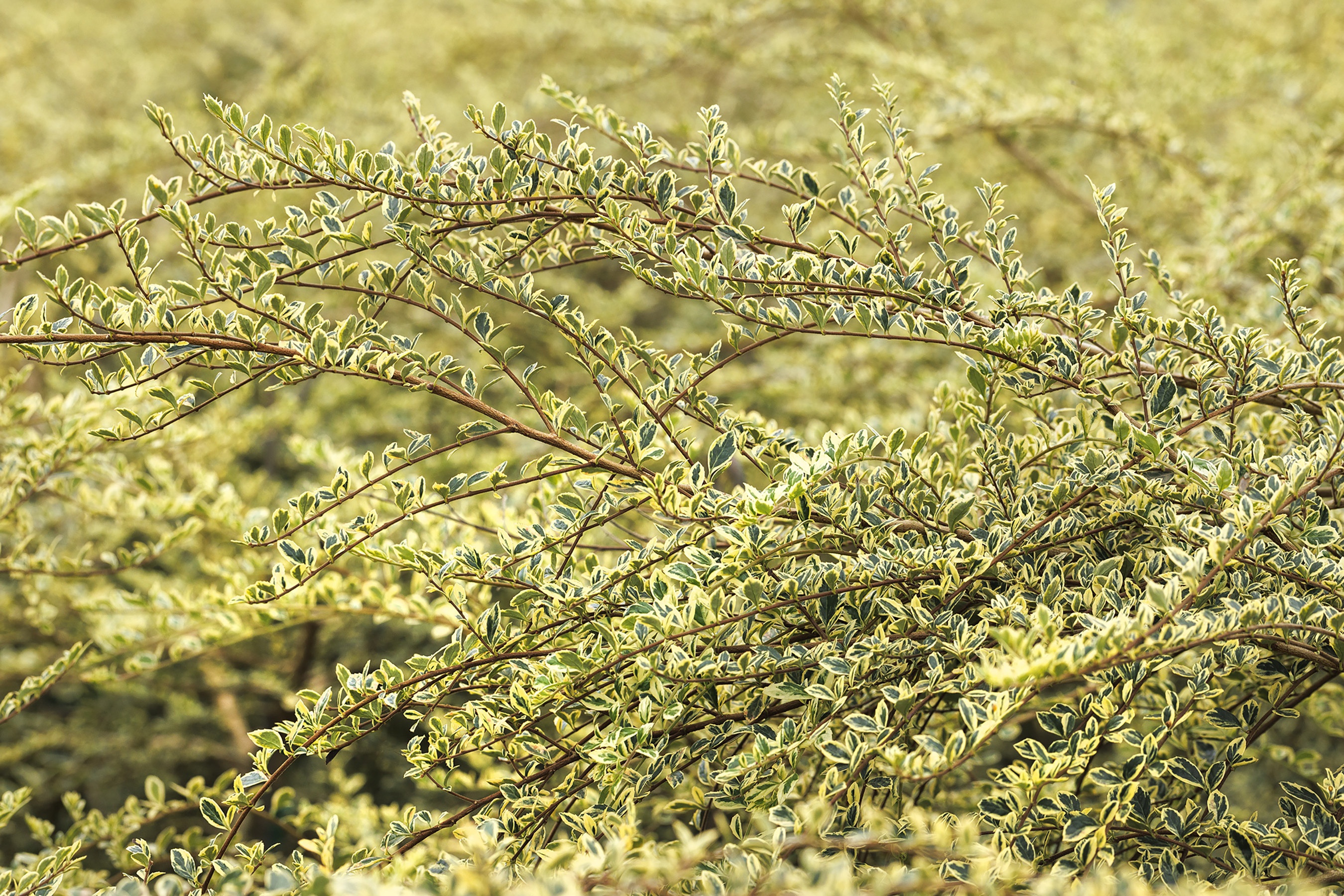 Variegated Box-Leaf Azara, Azara microphylla 'Variegata', Monrovia Plant