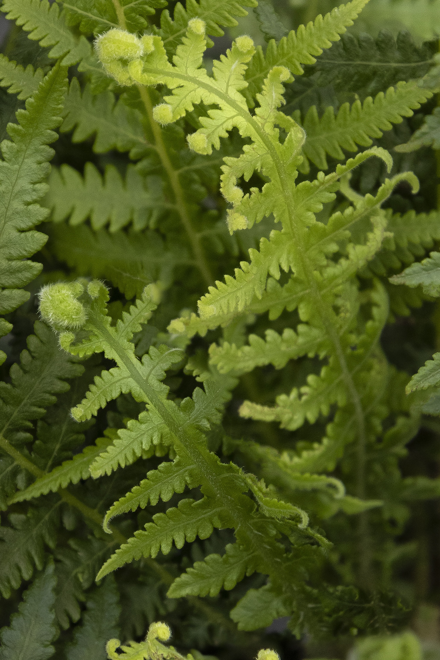 Japanese Beech Fern, Thelypteris decursive-pinnata, Monrovia Plant