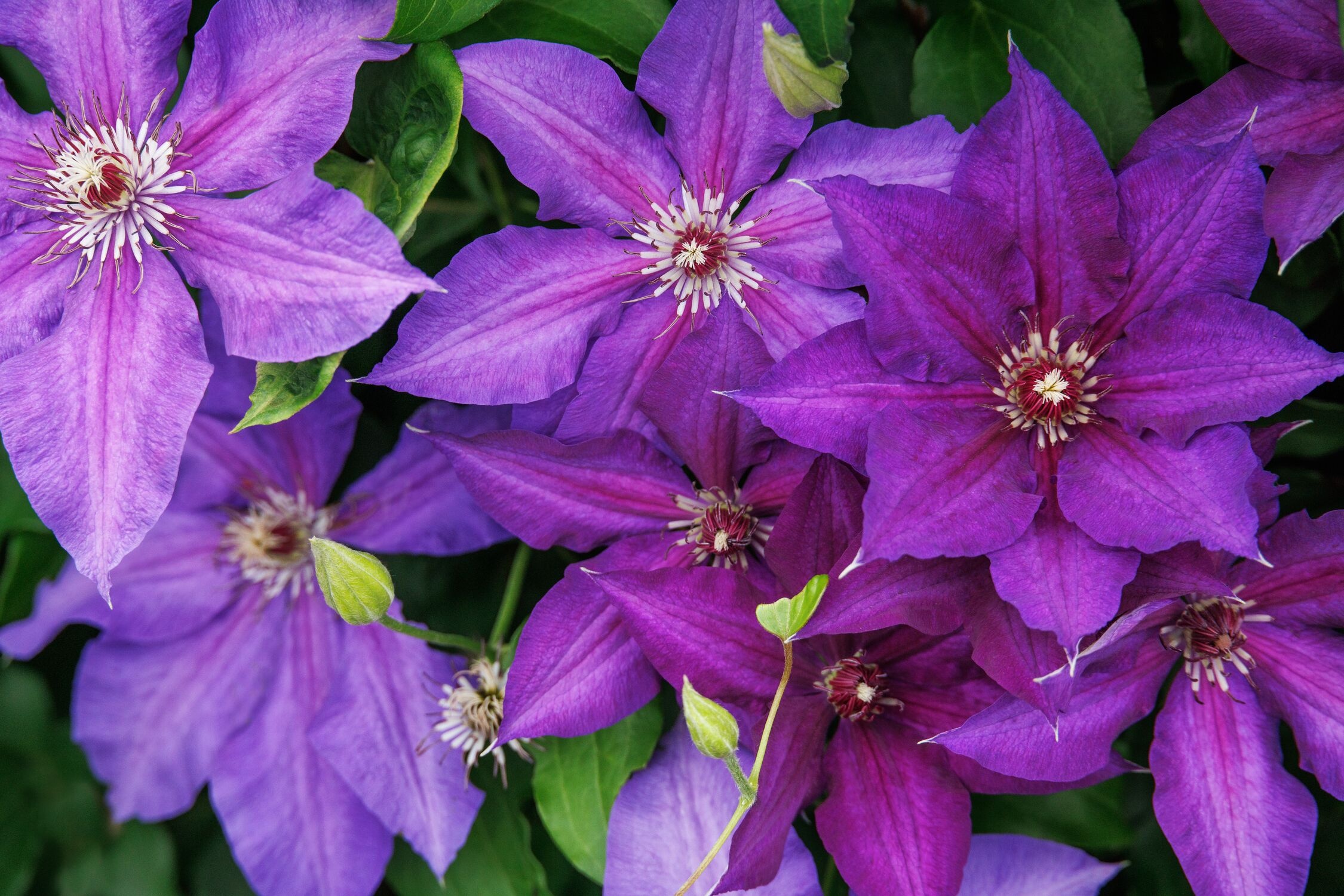 Vancouver™ Danielle Clematis, Clematis 'Danielle', Monrovia Plant