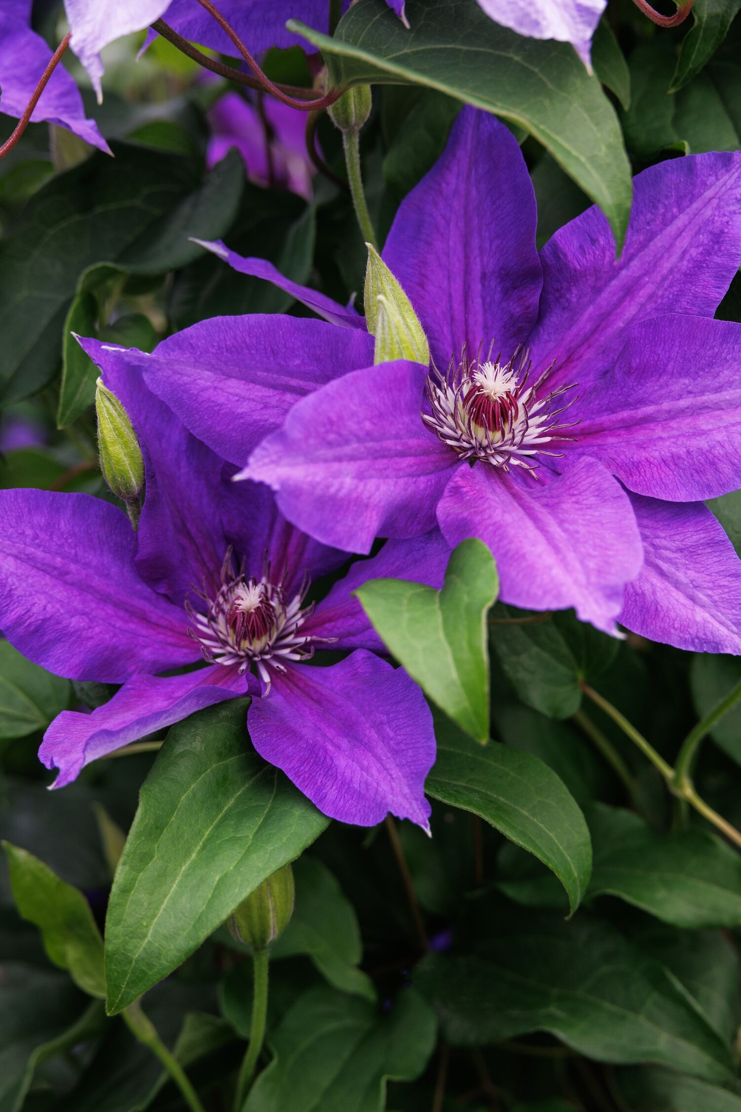 Vancouver™ Danielle Clematis, Clematis 'Danielle', Monrovia Plant