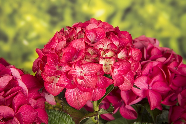 Tuxedo® Red Hydrangea, Hydrangea macrophylla 'Jon04' PP #30,453