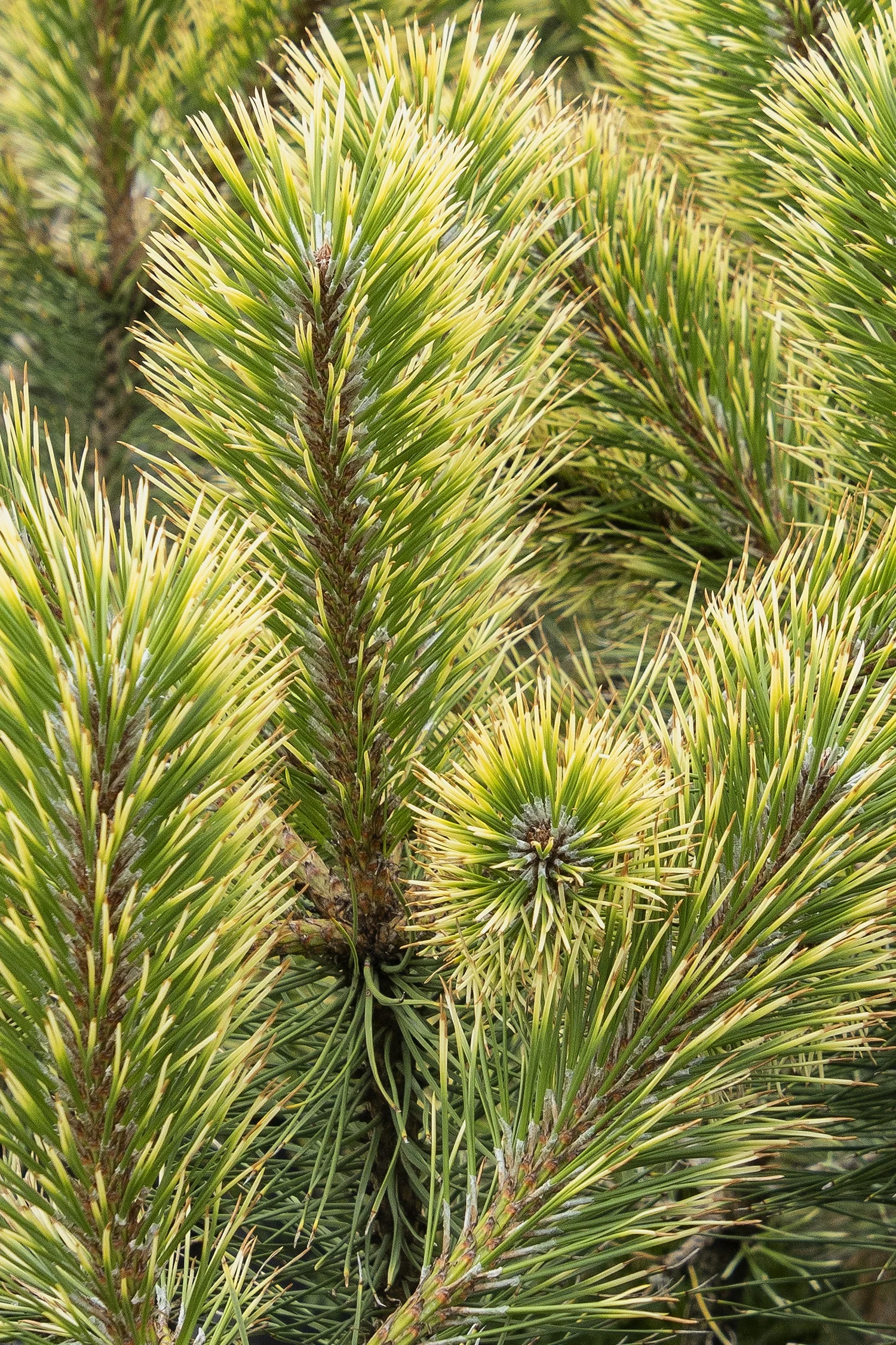 Andean Gold™ Austrian Pine, Pinus nigra 'Monmel' PP #34,563