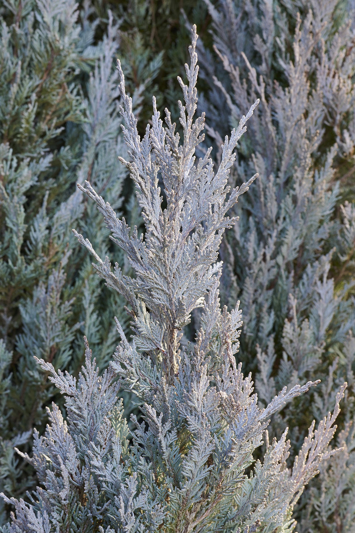 Moonglow Juniper Juniperus Scopulorum | Landscape Plants | Oregon