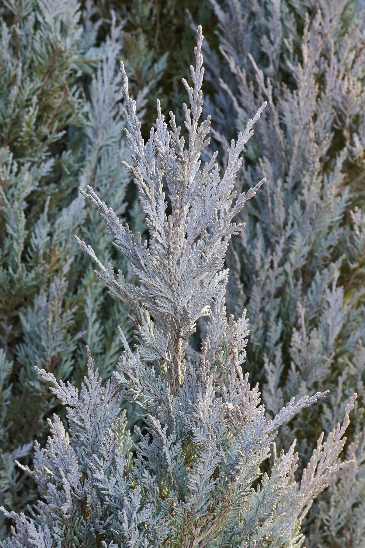 Moonglow Juniper, Juniperus scopulorum 'Moonglow', Monrovia Plant