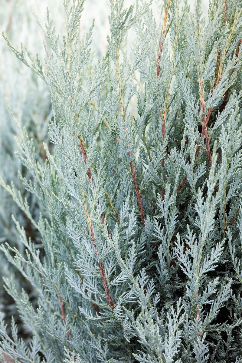 Moonglow Juniper, Juniperus scopulorum 'Moonglow', Monrovia Plant