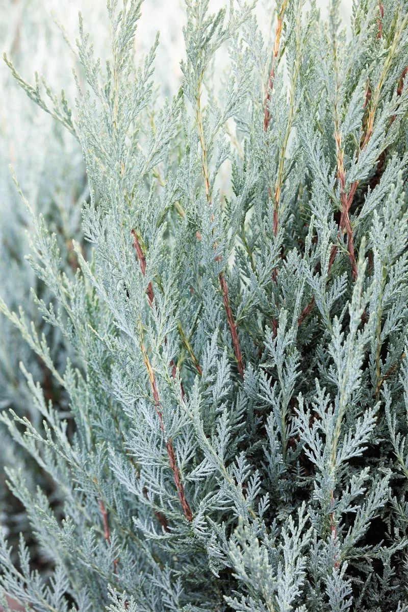 Moonglow Juniper, Juniperus scopulorum 'Moonglow', Monrovia Plant