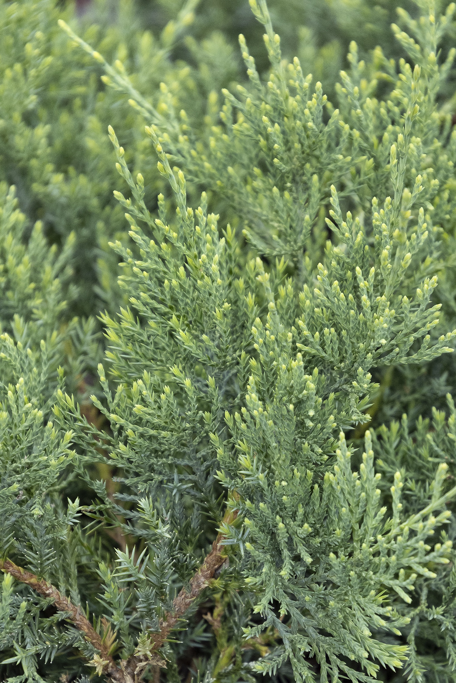 Grey Owl Juniper, Juniperus virginiana 'Grey Owl', Monrovia Plant