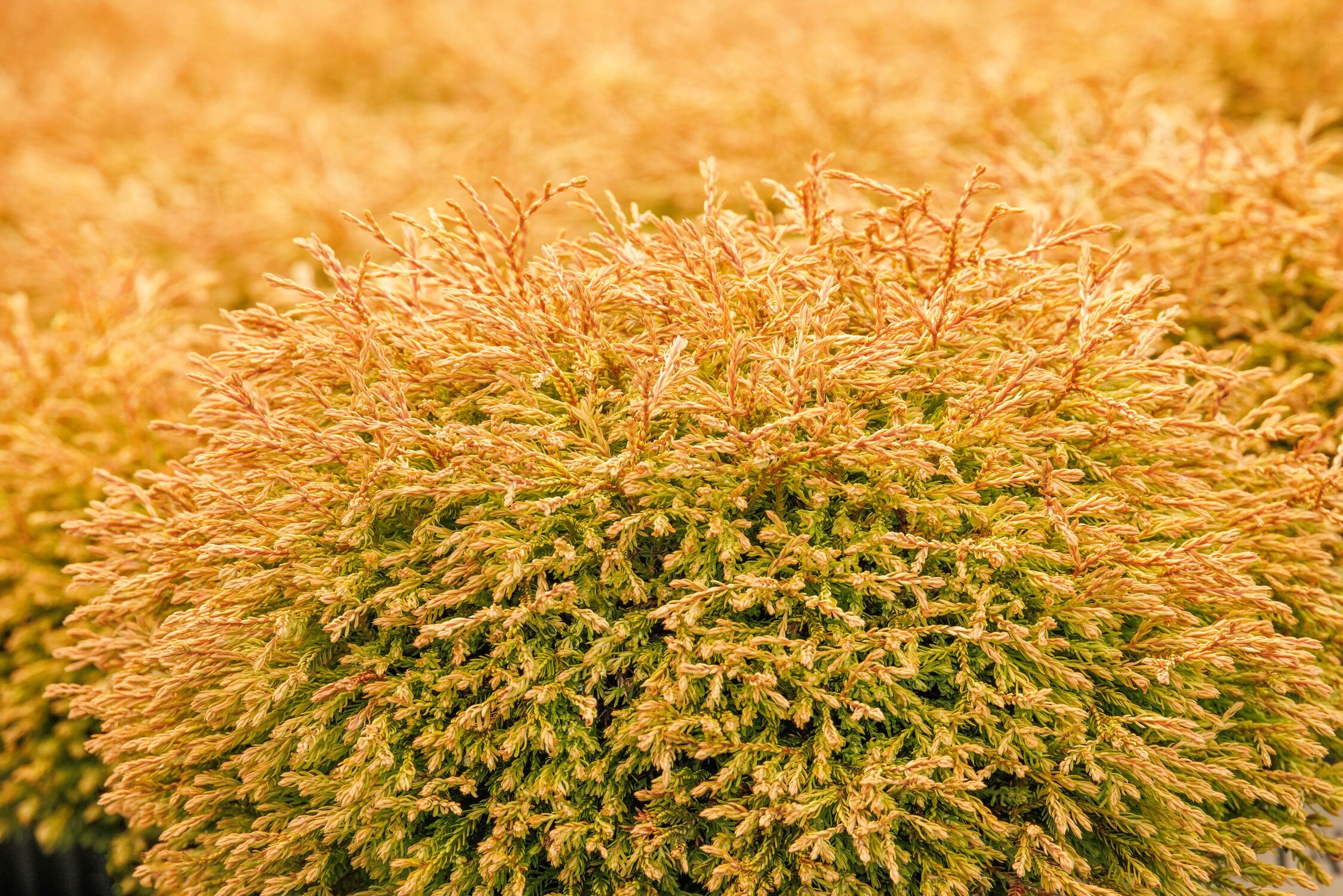 Golden Tuffet Arborvitae, Thuja occidentalis 'Golden Tuffet'